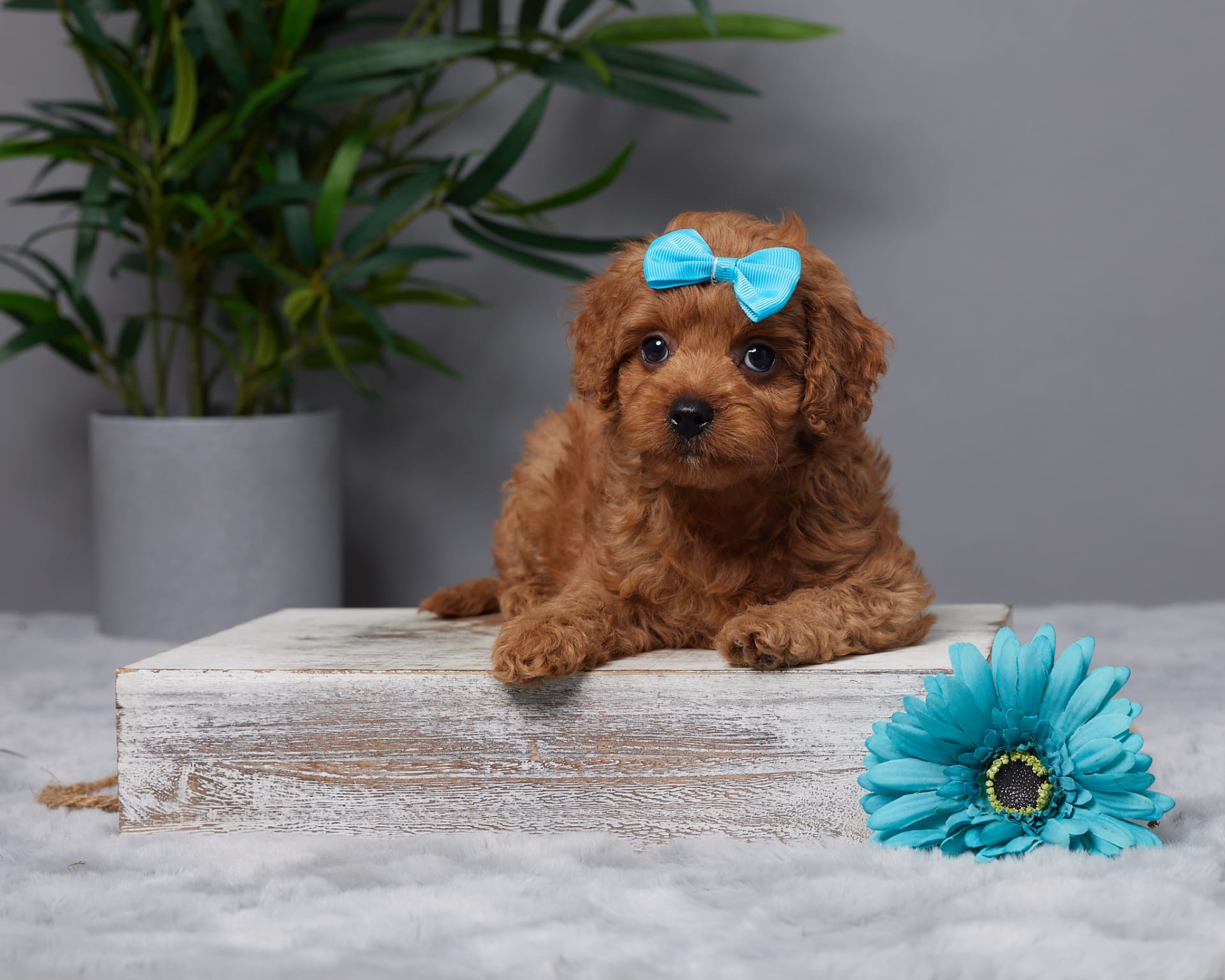 Jasper - Cavapoo Puppy for Sale in Baltic, OH | Lancaster Puppies