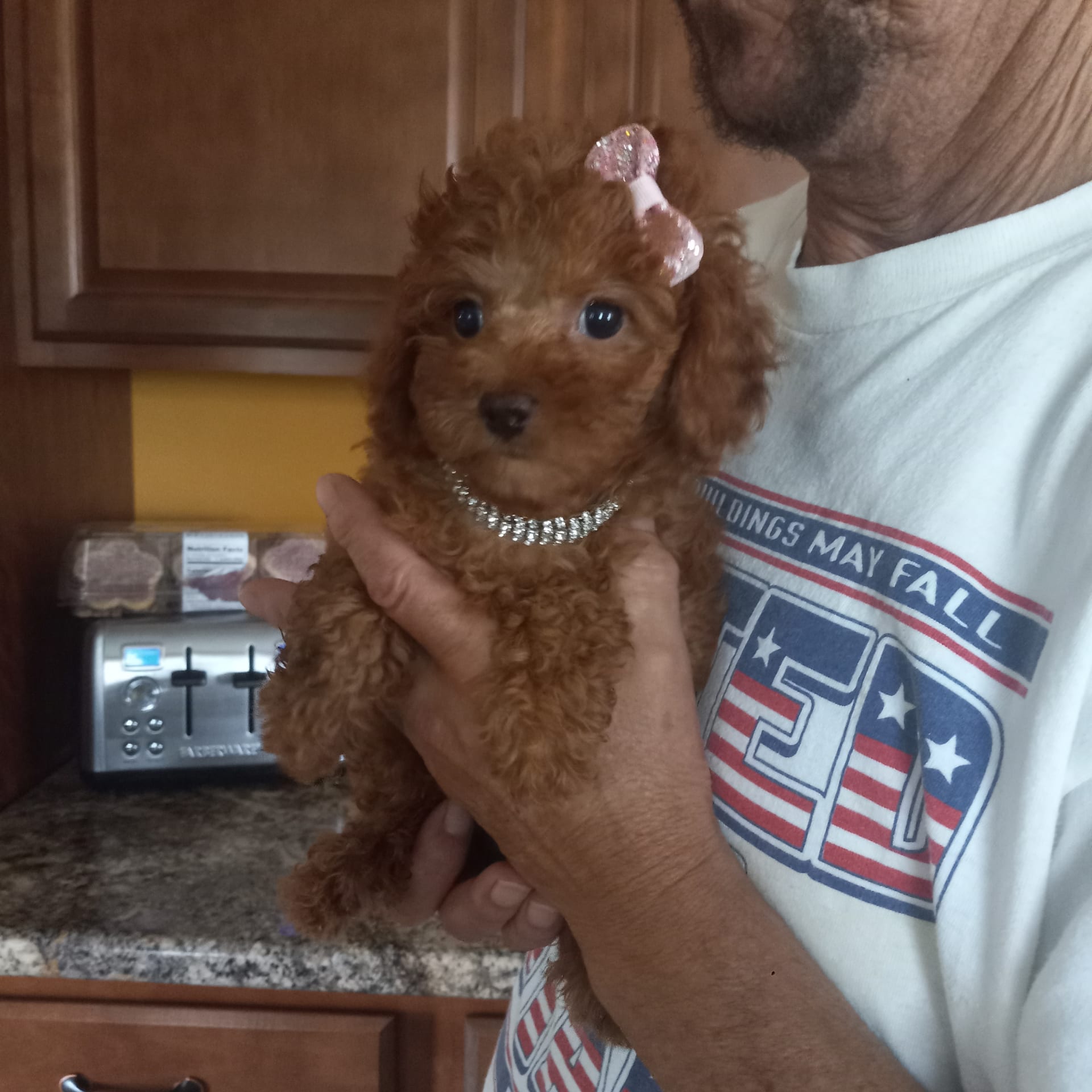 Ruby - Cavapoo Puppy for Sale in watertown, NY | Lancaster Puppies