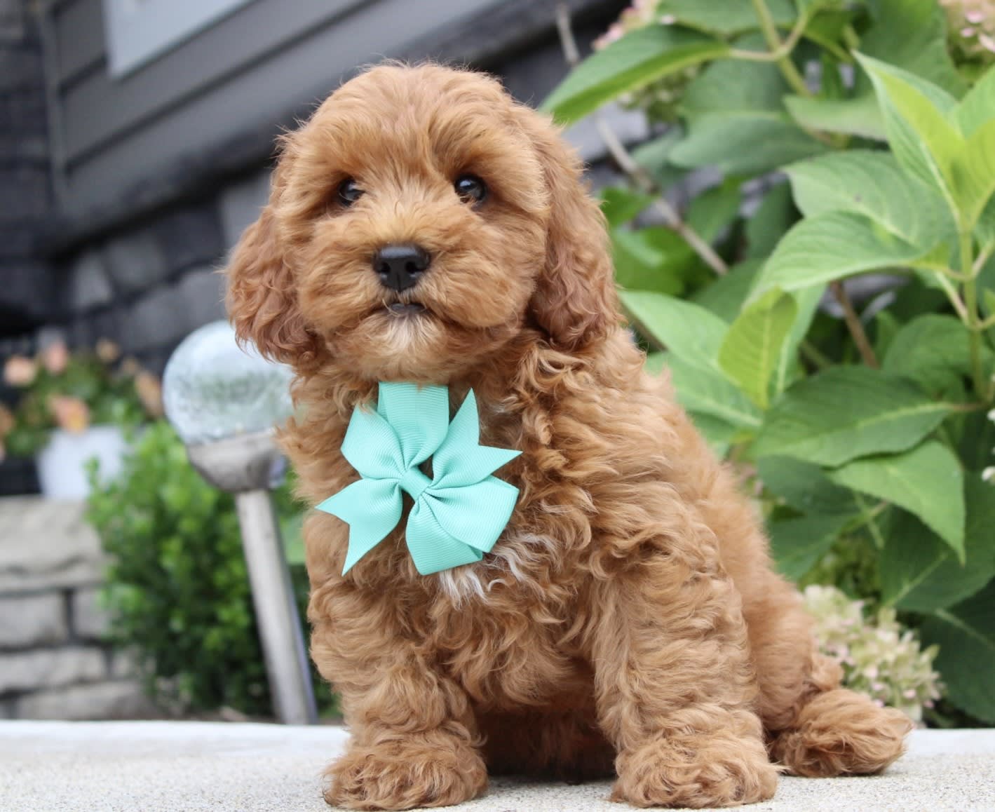 Benji - Cavapoo Puppy for Sale in Baltic, OH | Lancaster Puppies