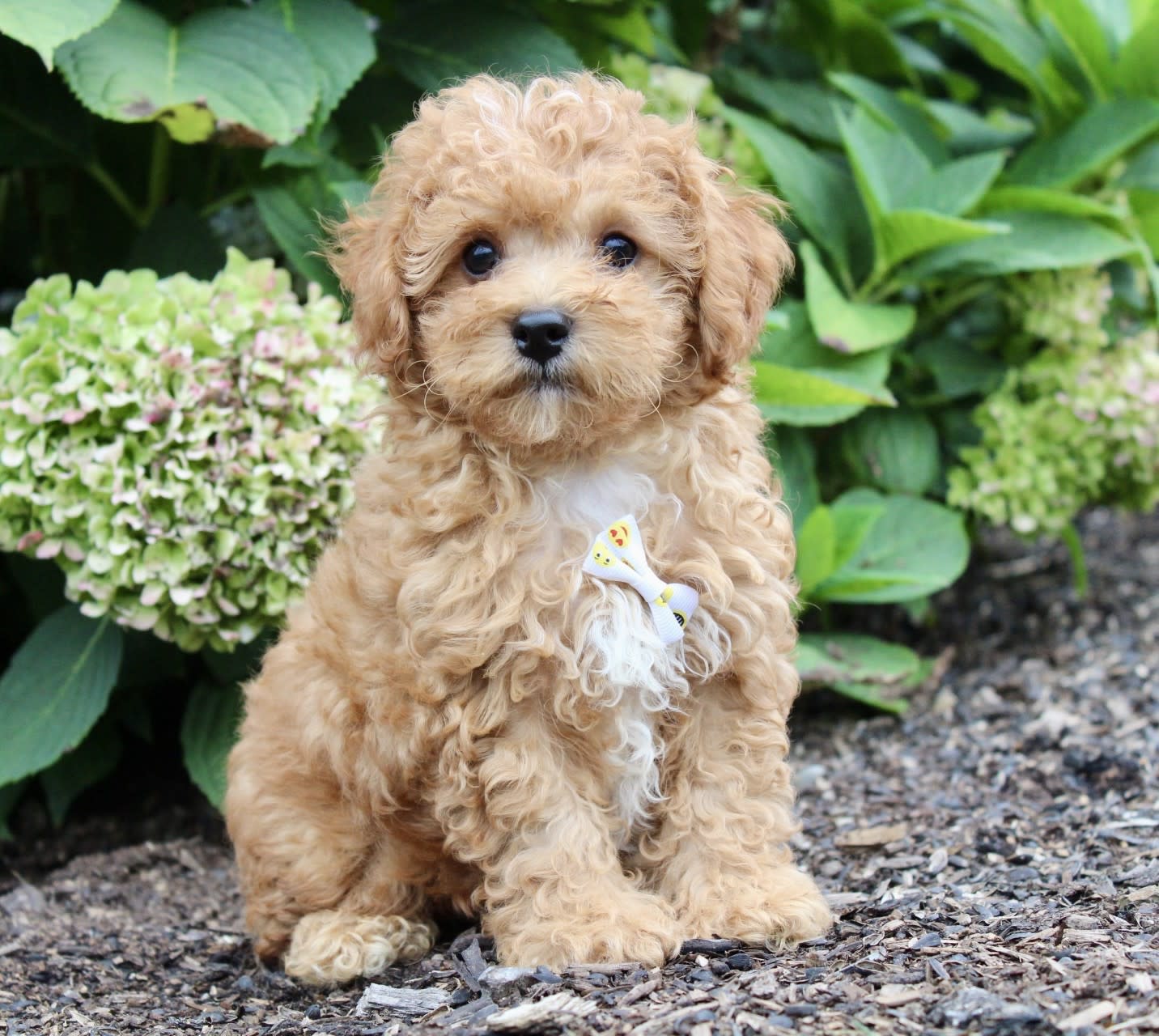 Rambo - Cavapoo Puppy for Sale in Baltic, OH | Lancaster Puppies