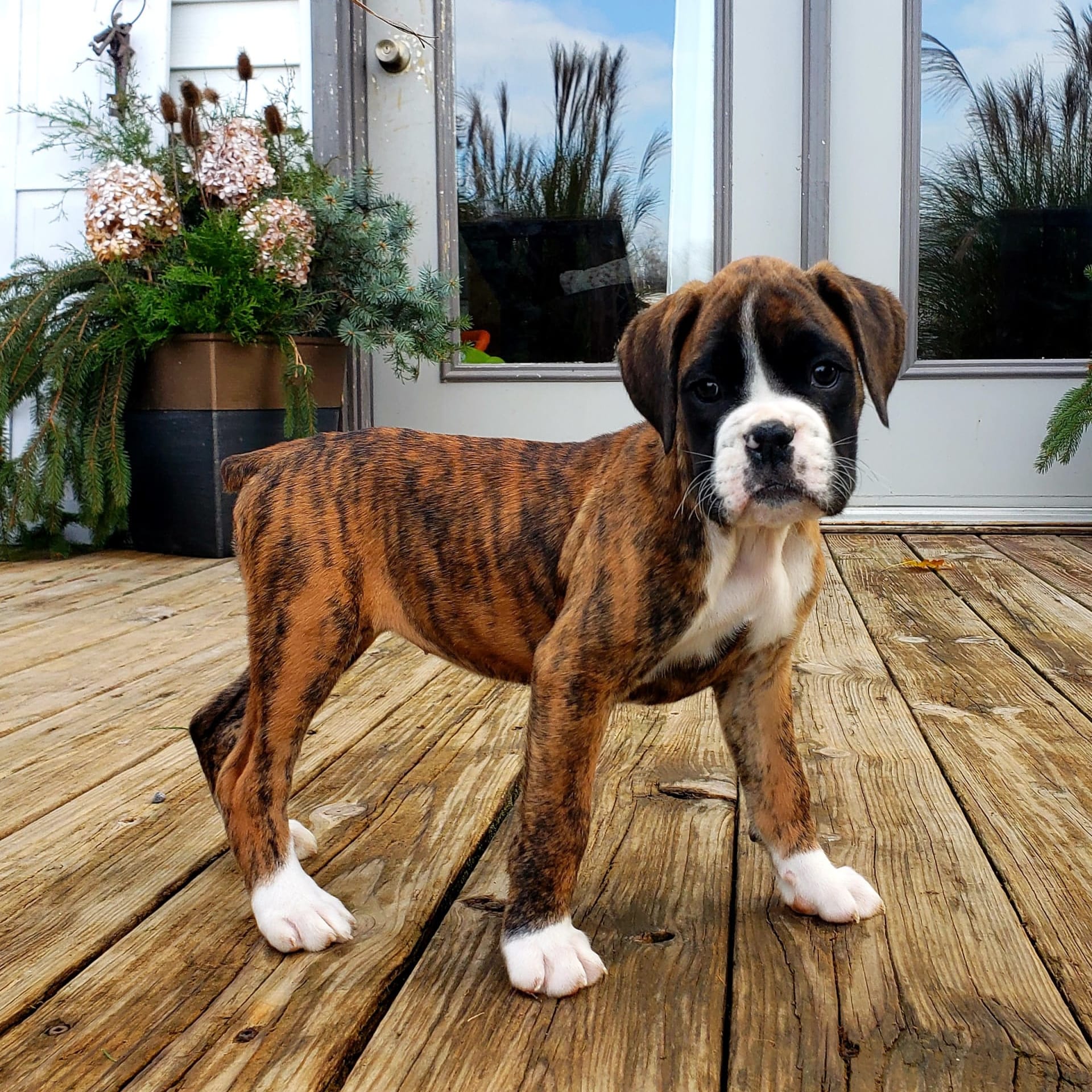 Boxer puppies sale for sale
