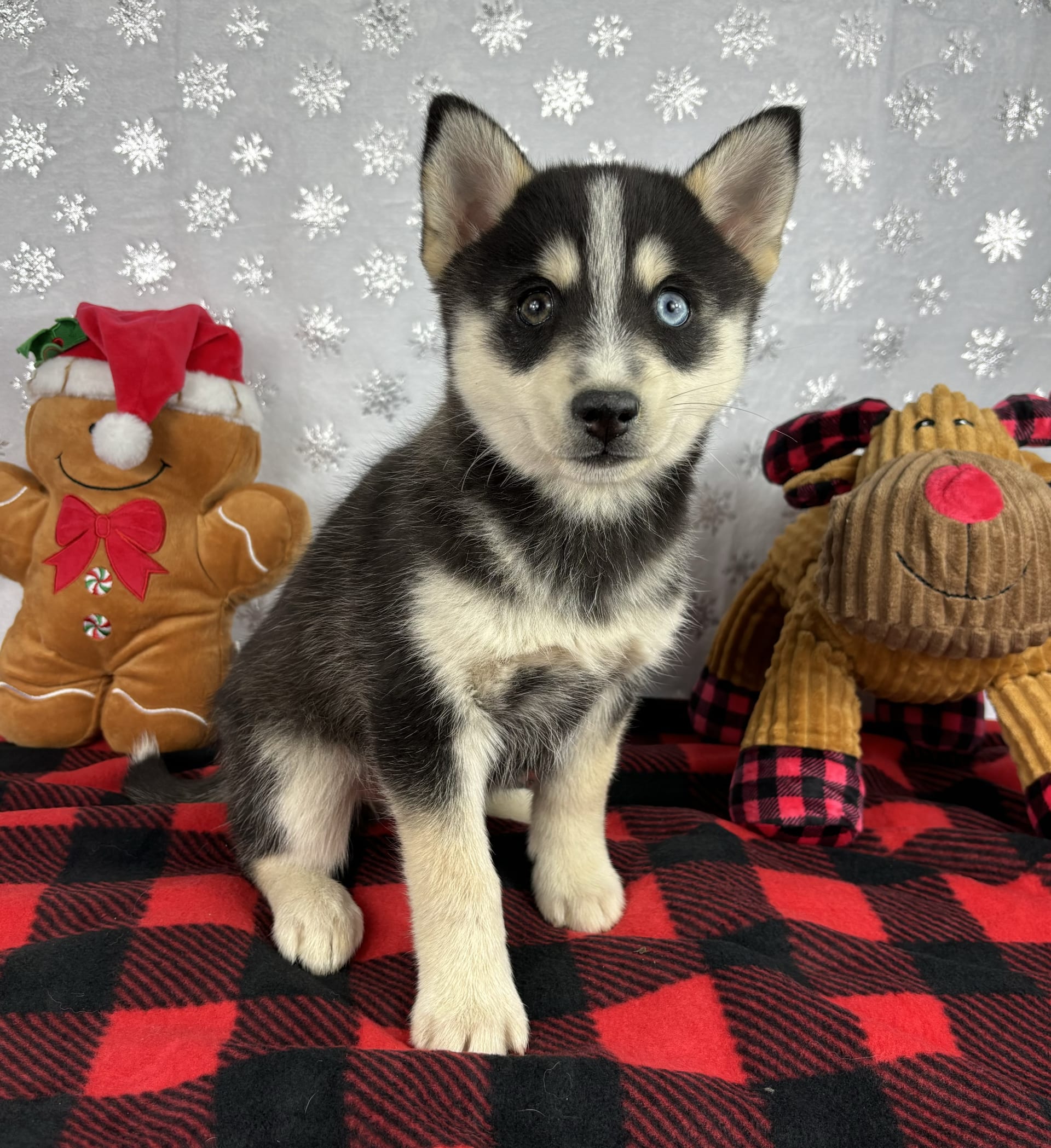 Peyton - Pomsky Puppy for Sale in Indianapolis, IN | Lancaster Puppies