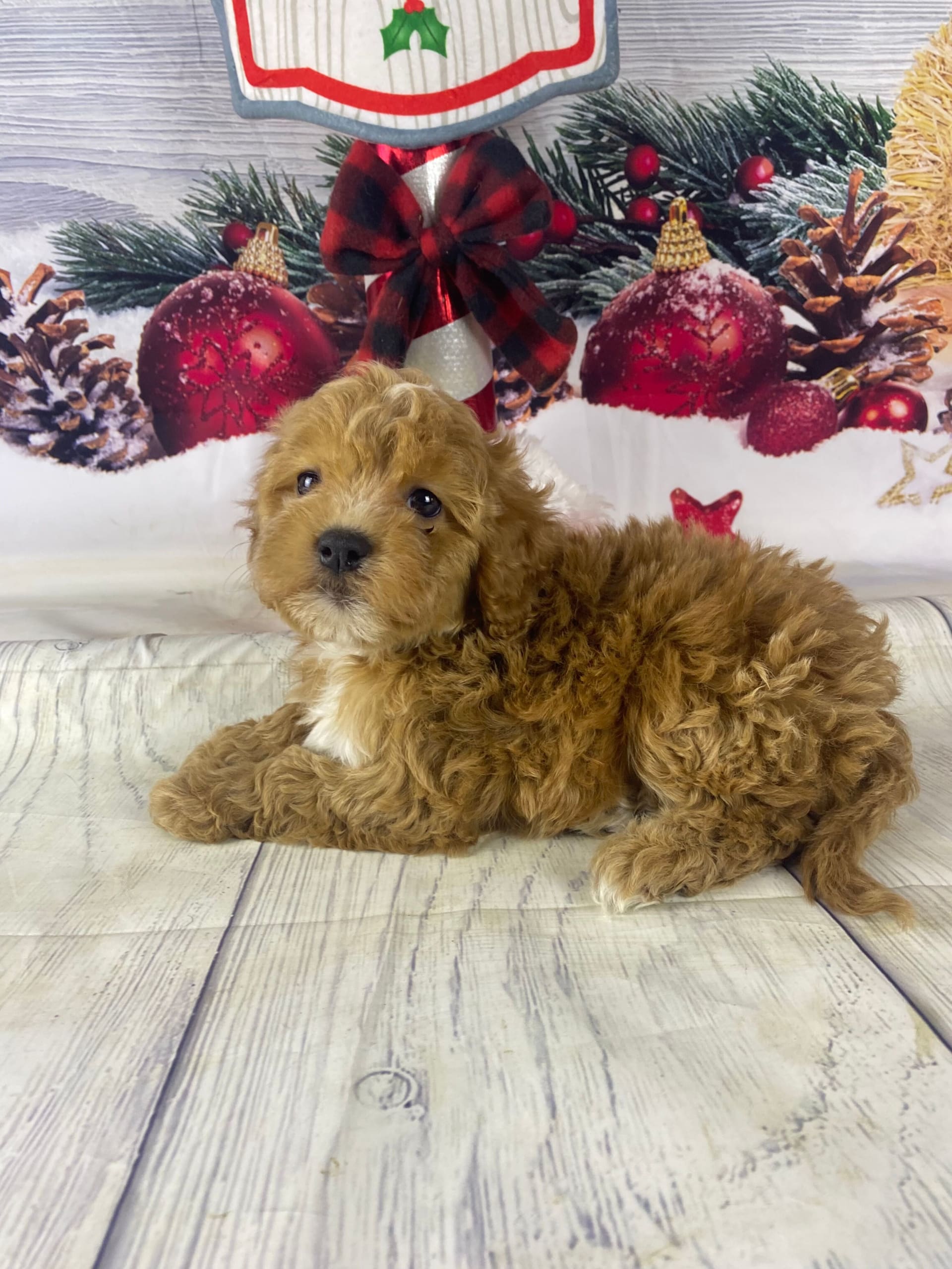 Joy - Cavapoo Puppy for Sale in Baltic, OH | Lancaster Puppies