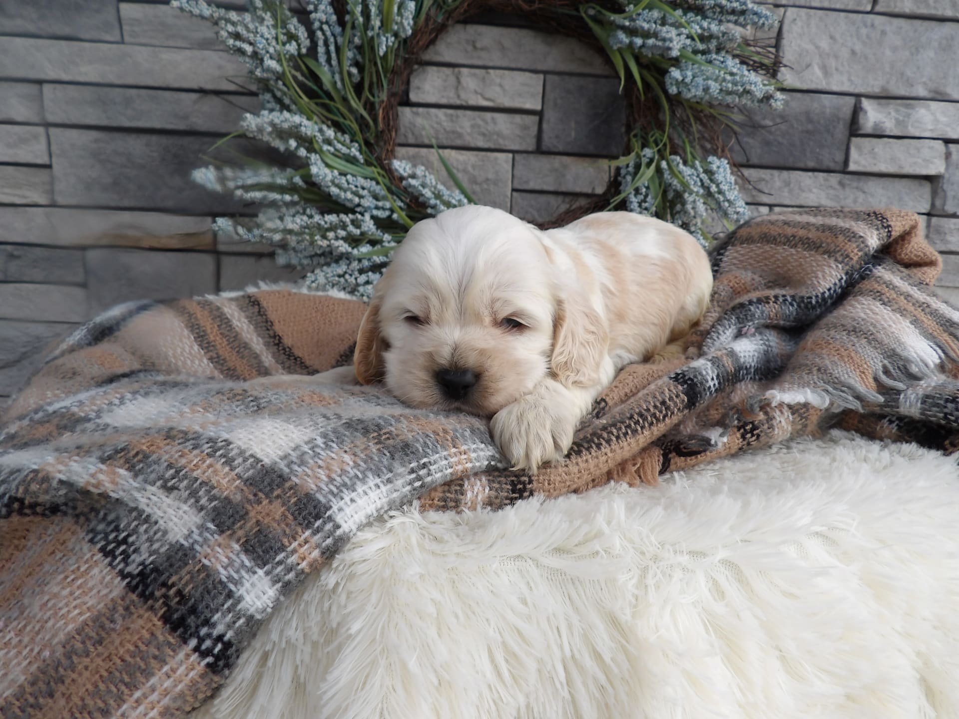 Buddy - Cocker Spaniel Puppy for Sale in Montgomery, IN | Lancaster Puppies