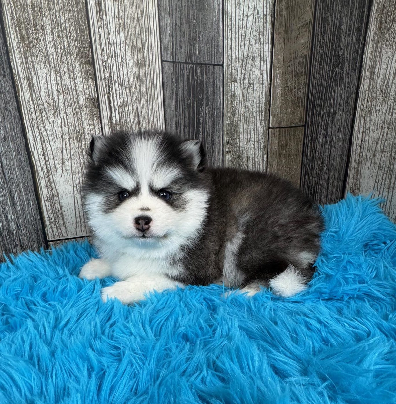 Winter - Pomsky Puppy for Sale in Bellevue, IA | Lancaster Puppies