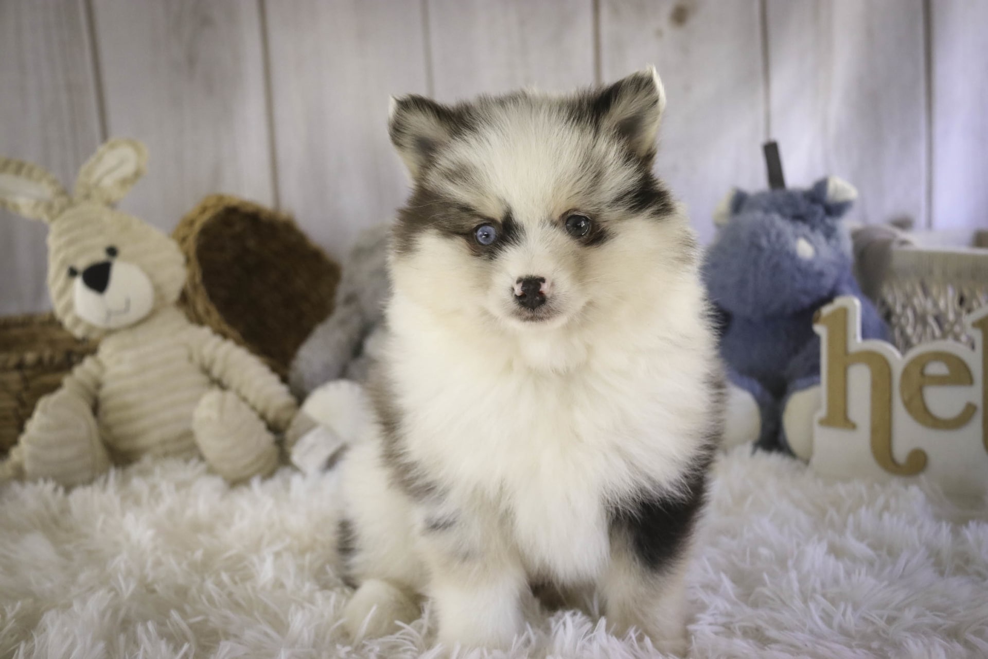 Miles - Pomsky Puppy for Sale in Shipshewana, IN | Lancaster Puppies
