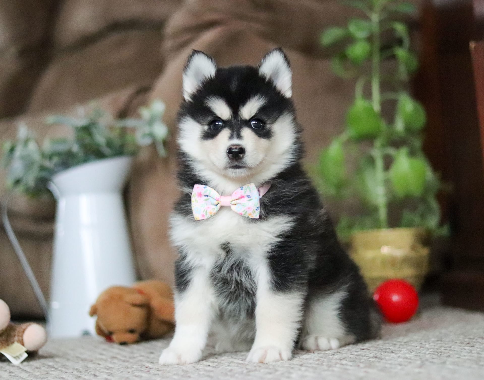 Darling - Pomsky Puppy for Sale in Fresno, OH | Lancaster Puppies
