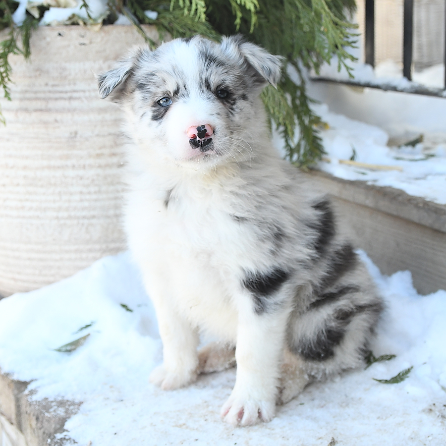 Theodore - Australian Shepherd and Border Collie Hybrid Puppy for Sale ... Theodore - Australian Shepherd and Border Collie Hybrid Puppy for Sale ...