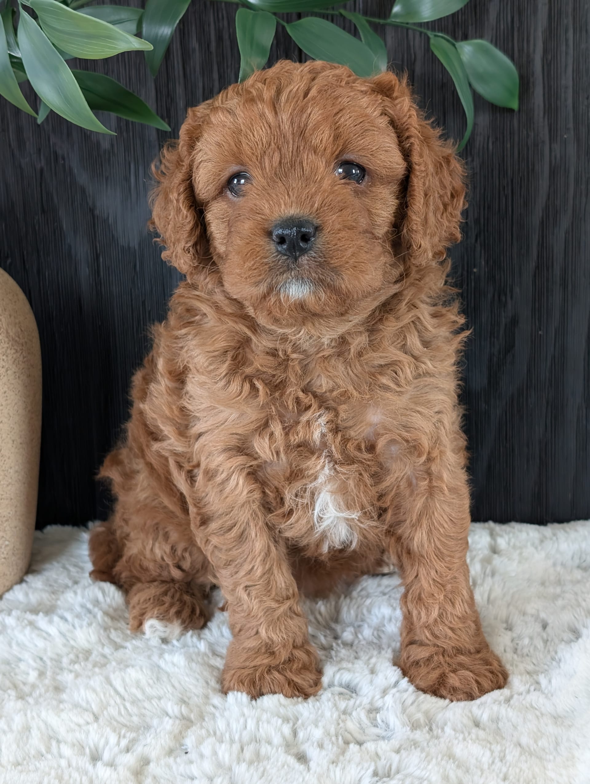 Ruby - Cavapoo Puppy for Sale in BALTIC, OH | Lancaster Puppies