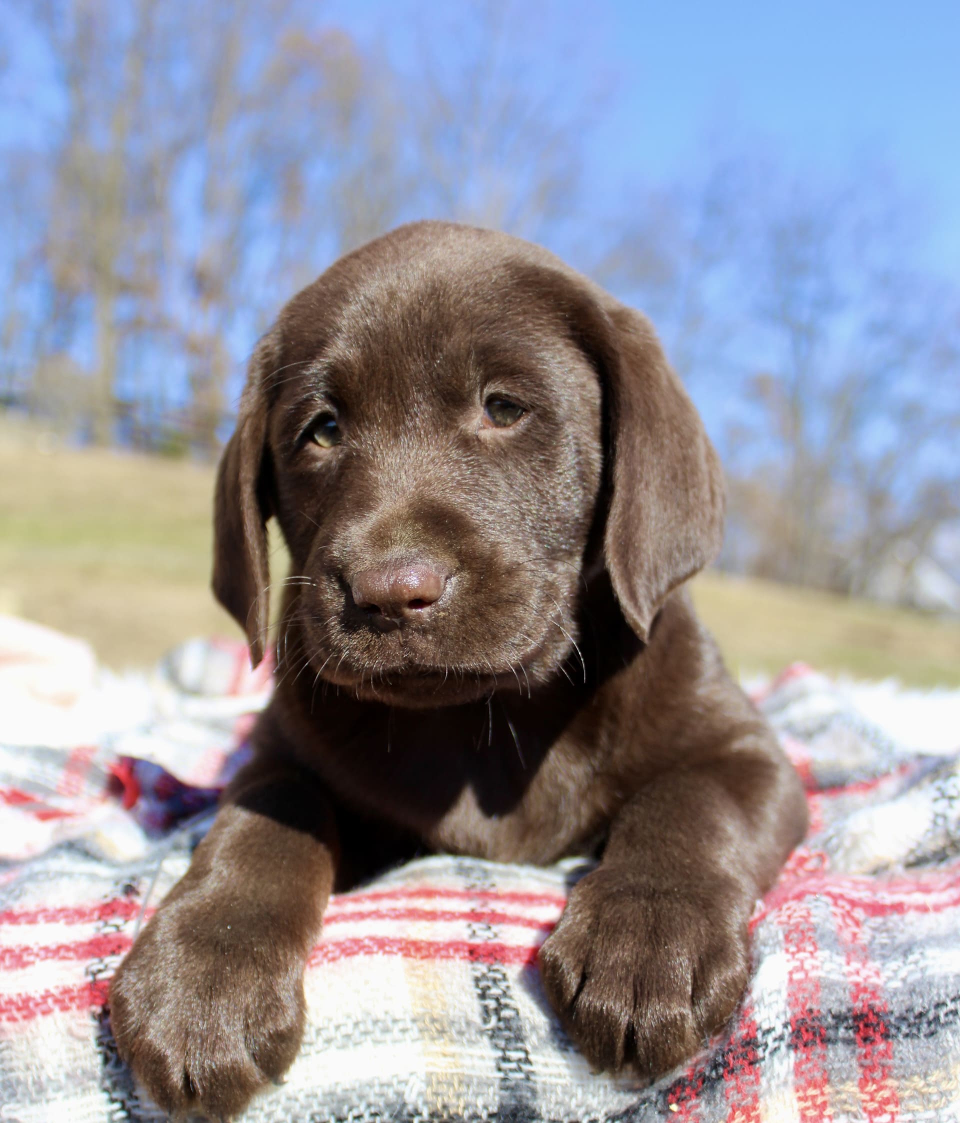 Rocky - Labrador Retriever Puppy for Sale in Millersburg, OH | Lancaster Puppies