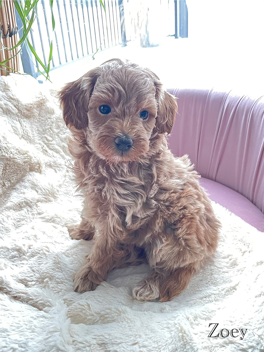 Zoey - Mini Goldendoodle Puppy for Sale in New Holland, PA | Lancaster Puppies