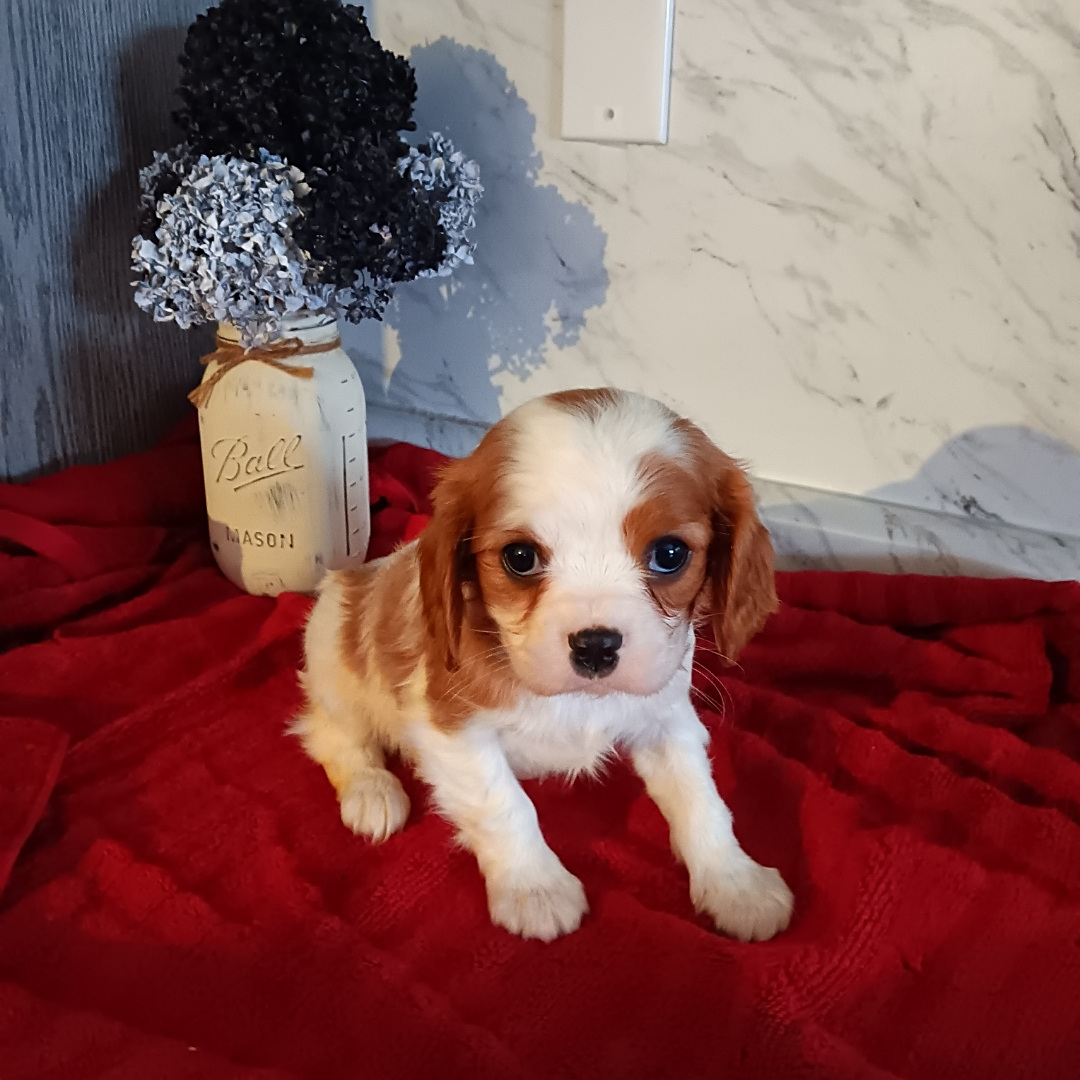 Paisley - Cavalier King Charles Spaniel Puppy for Sale in ...