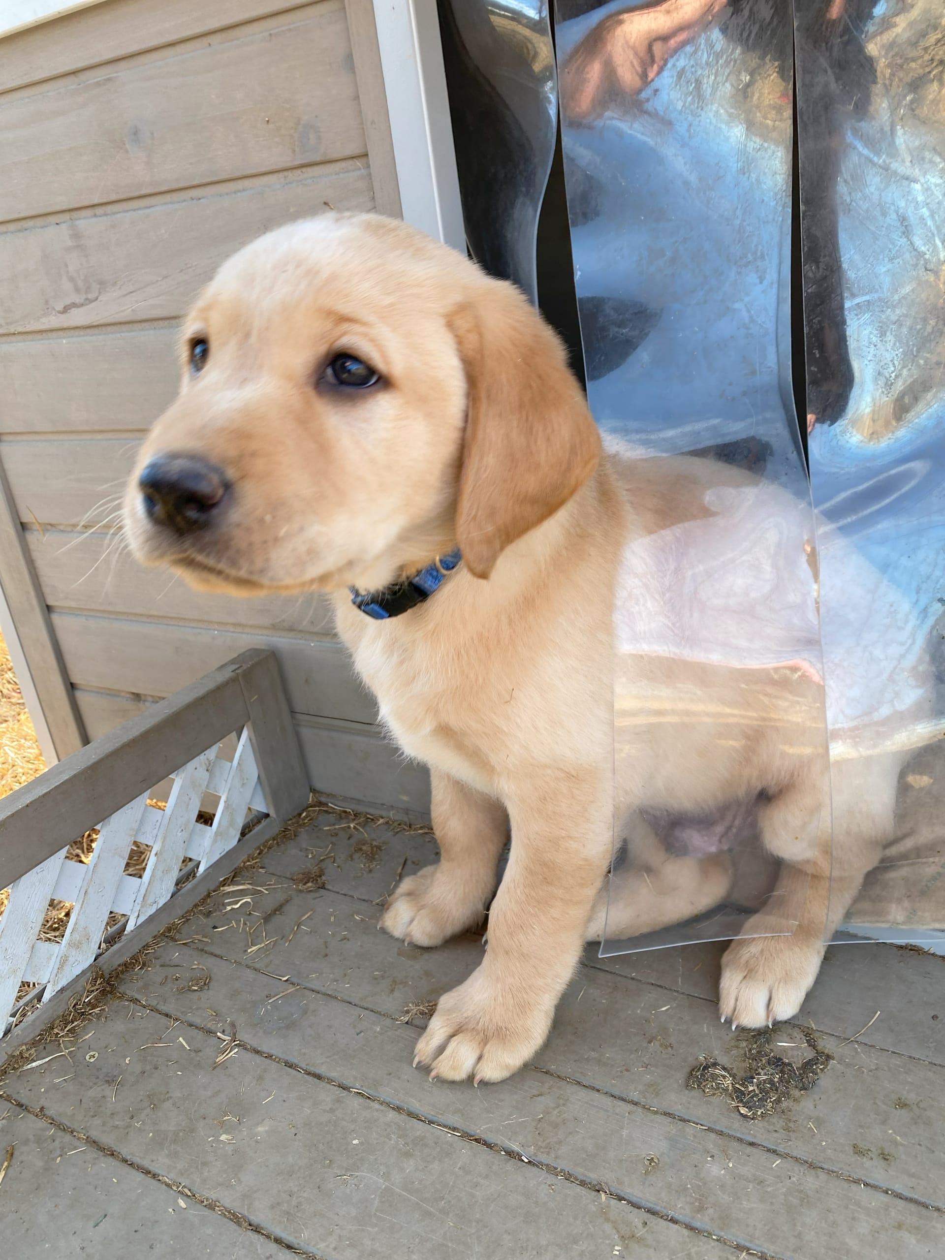 Rocky - Labrador Retriever Puppy for Sale in Enoch, UT | Lancaster Puppies