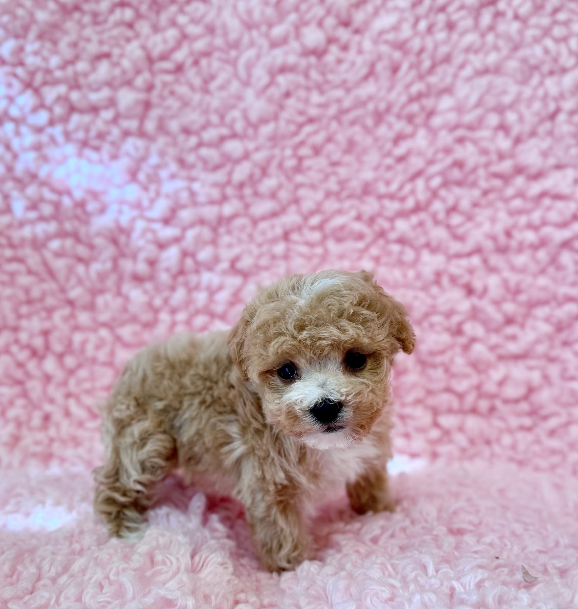Baby Teacup - Toy Poodle Puppy for Sale in Los Angeles, CA | Lancaster Puppies