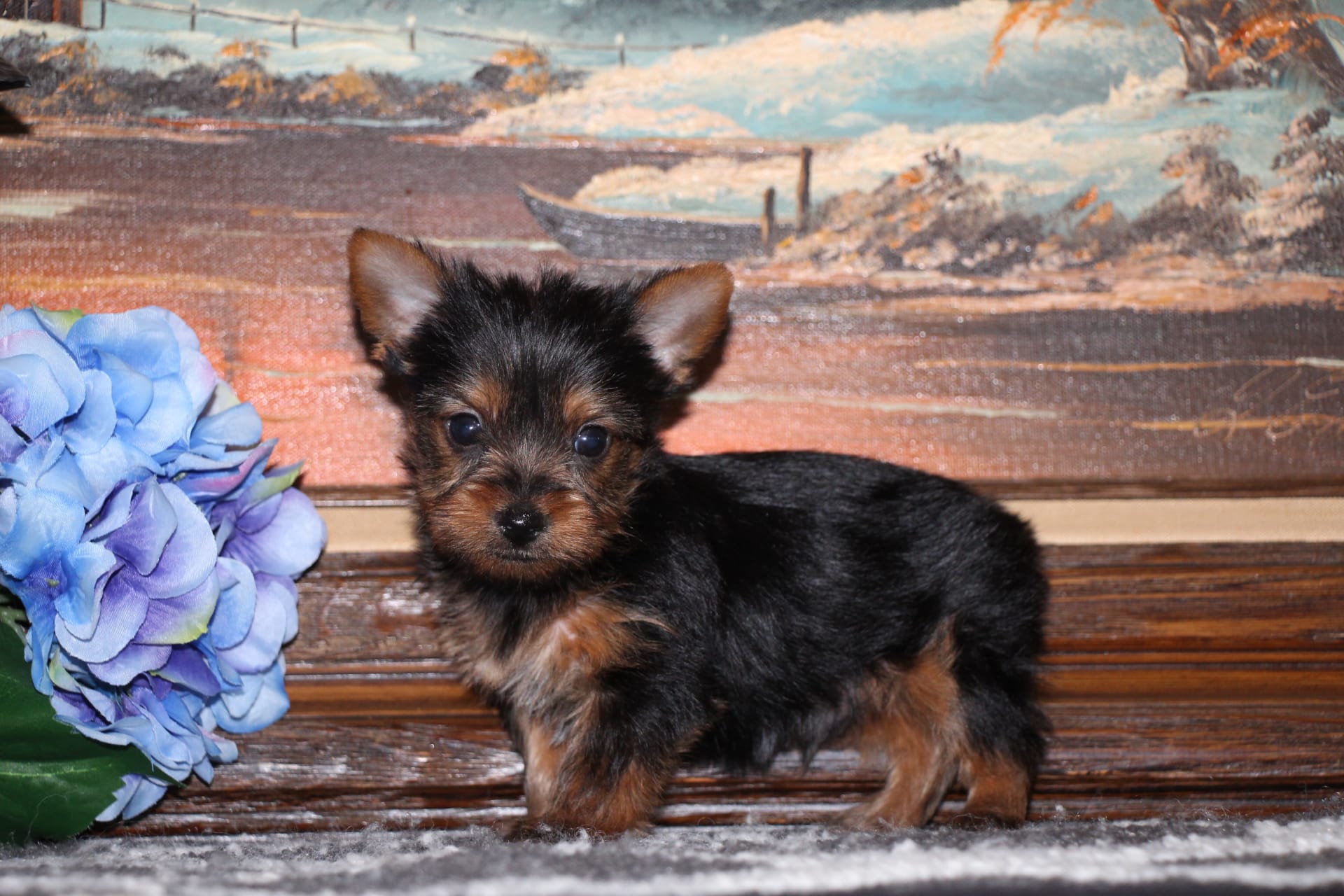 Ollie - Yorkshire Terrier Puppy for Sale in Baltic, OH | Lancaster Puppies