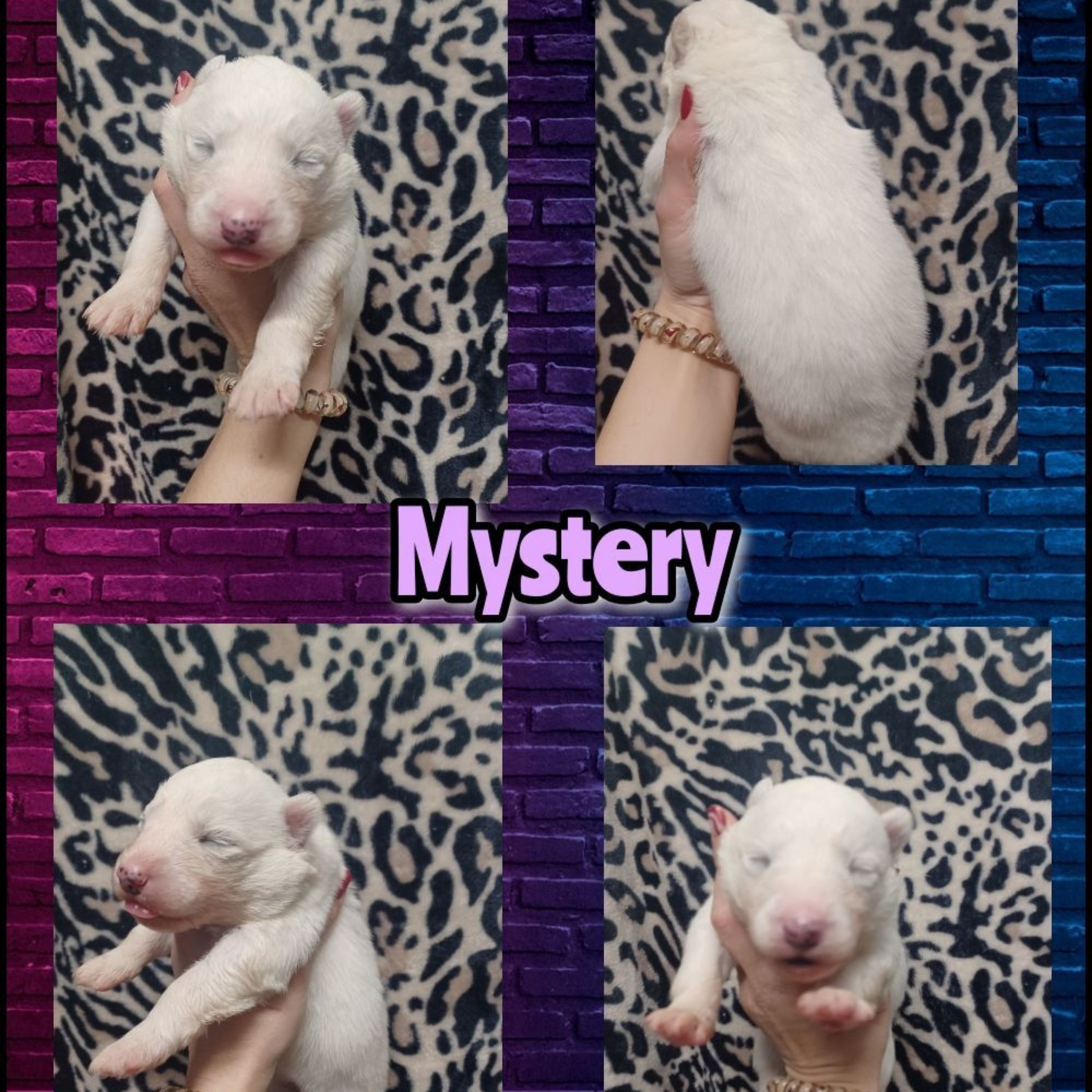Mystery - Siberian Husky Puppy for Sale in West Liberty, OH | Lancaster ...
