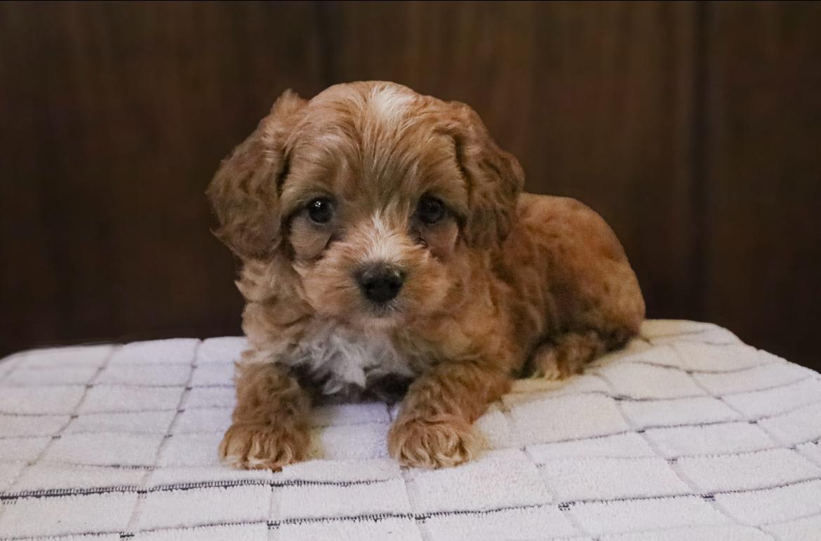 Waldo - Cavapoo Puppy for Sale in Baltic, OH | Lancaster Puppies
