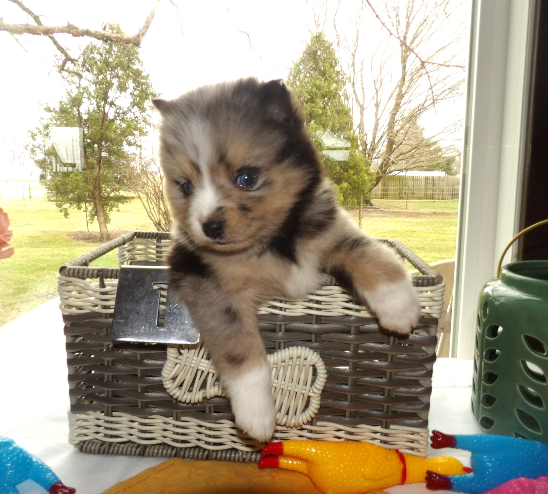 Calico - Pomsky Puppy for Sale in Chicago, IL | Lancaster Puppies