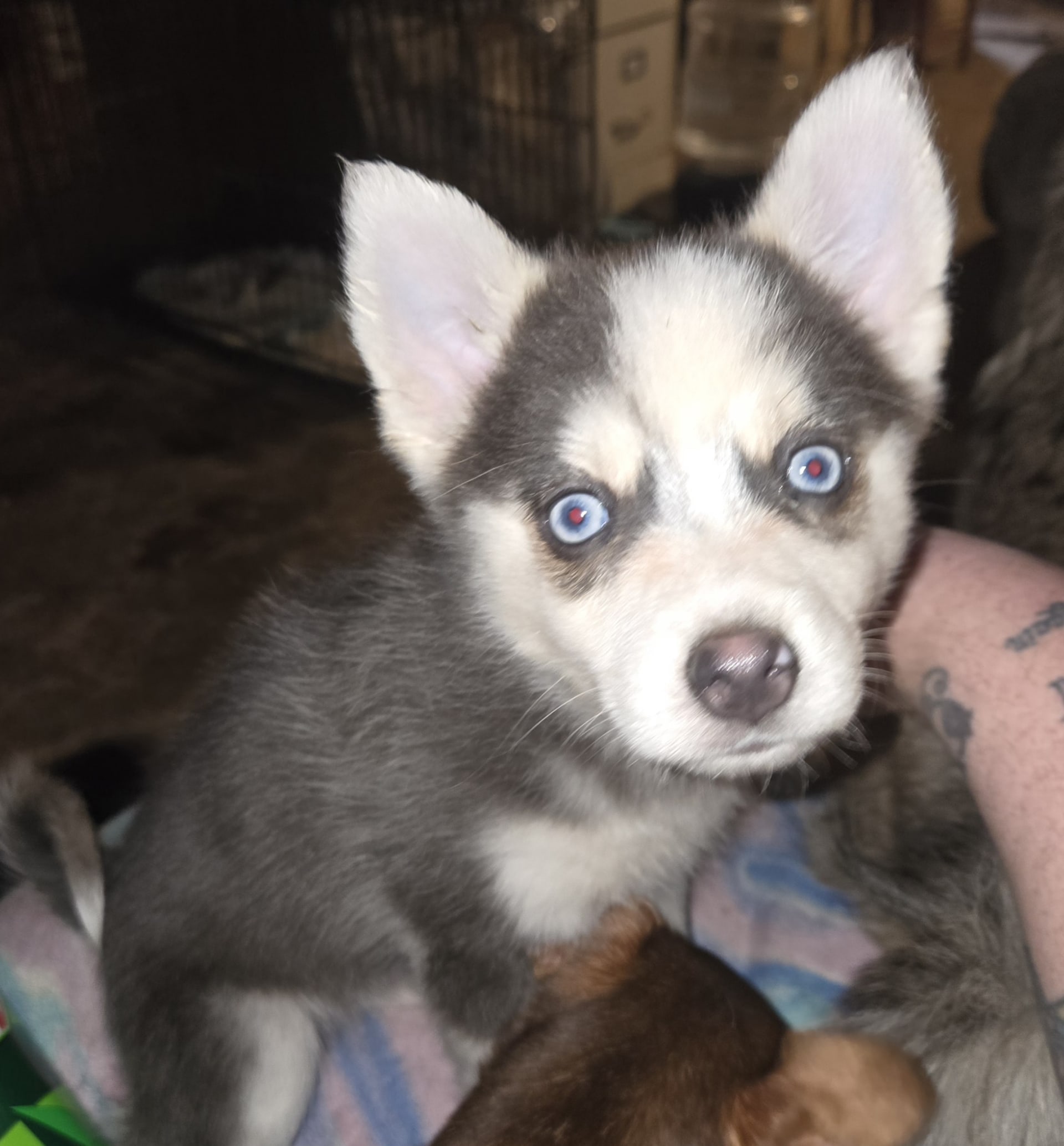 Pepper - Pomsky Puppy for Sale in Walker, WV | Lancaster Puppies
