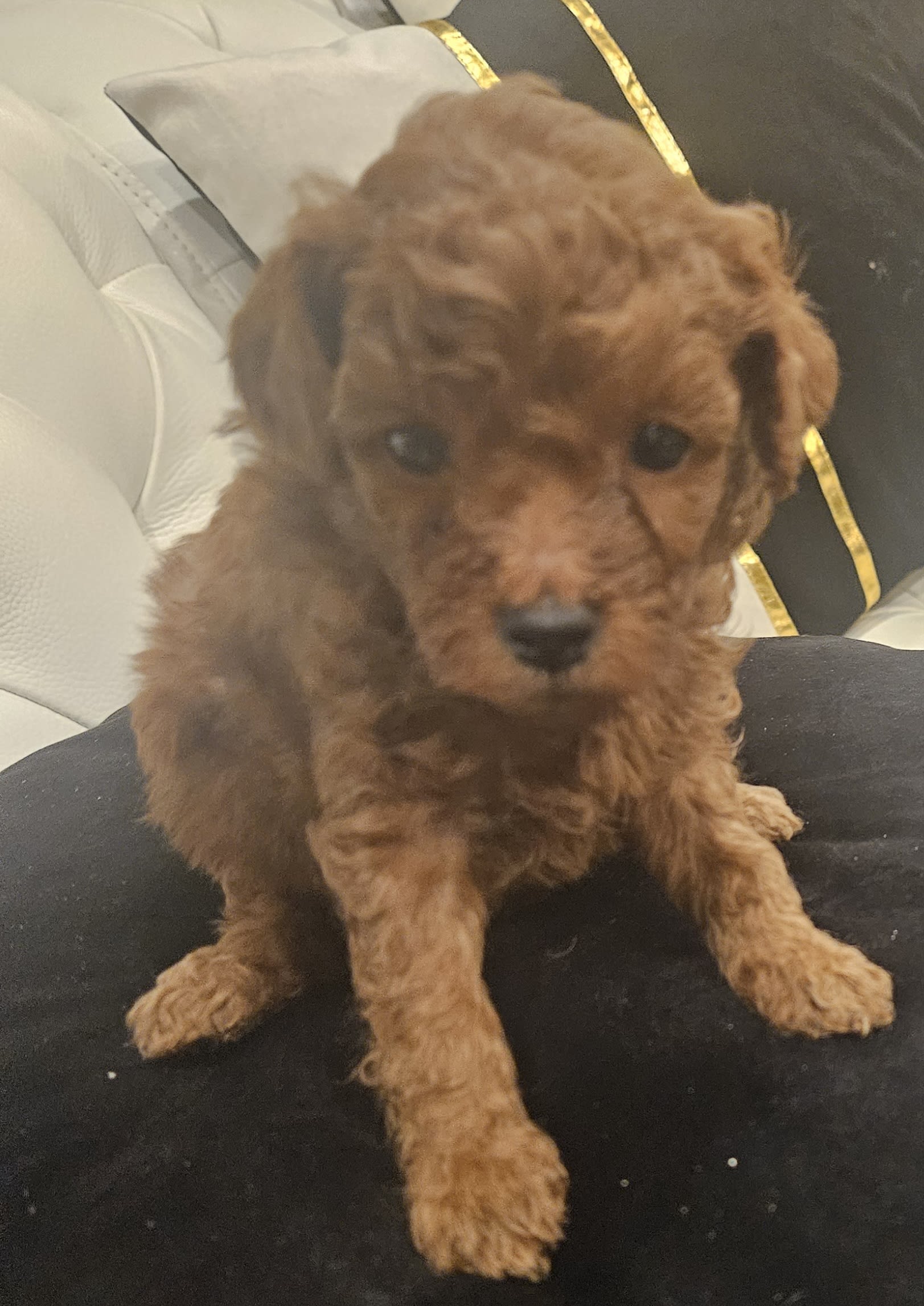 Cinnamon - Miniature Poodle Puppy for Sale in Parkville, MD | Lancaster Puppies
