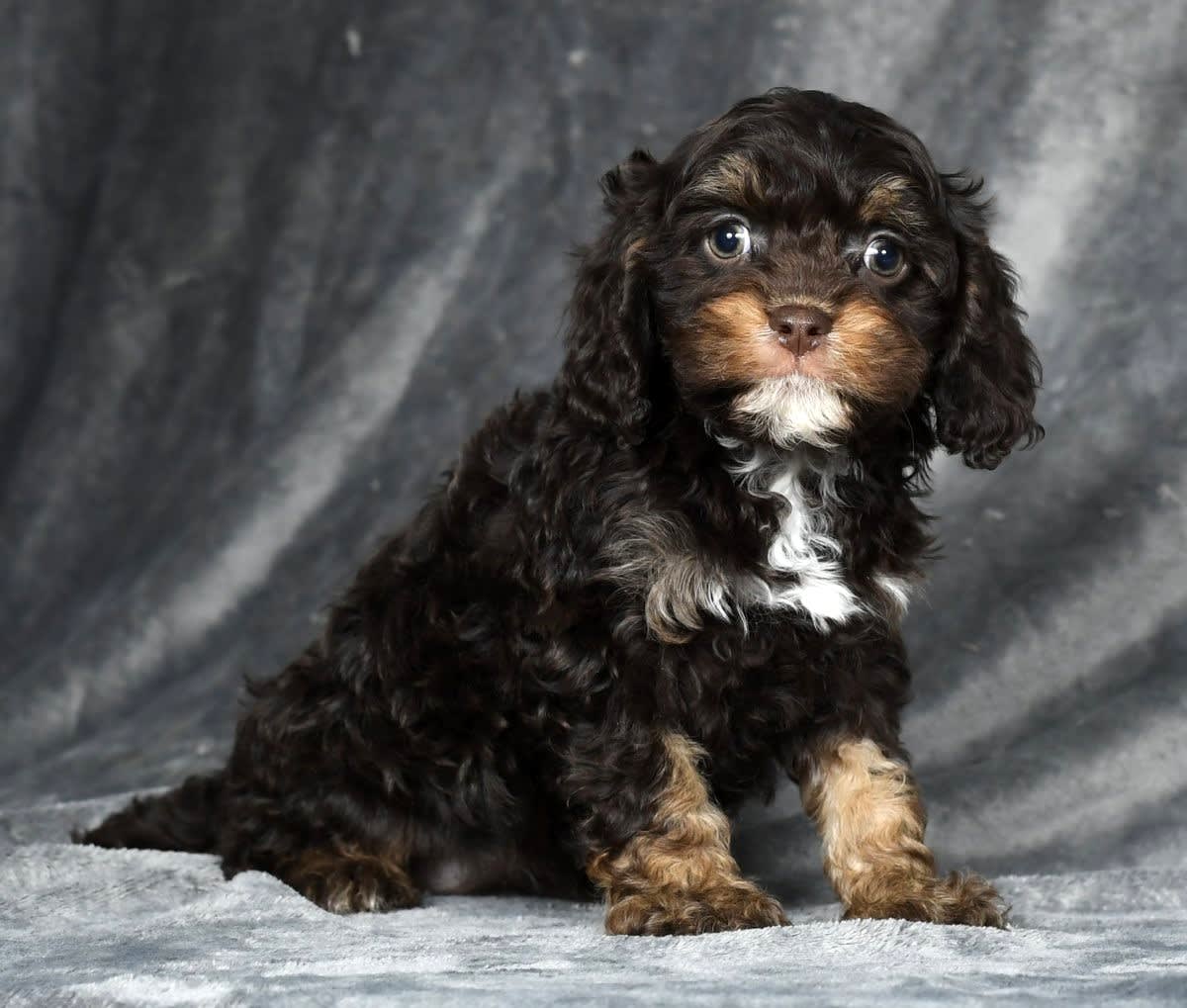 Honey - Cavapoo Puppy for Sale in Baltic, OH | Lancaster Puppies
