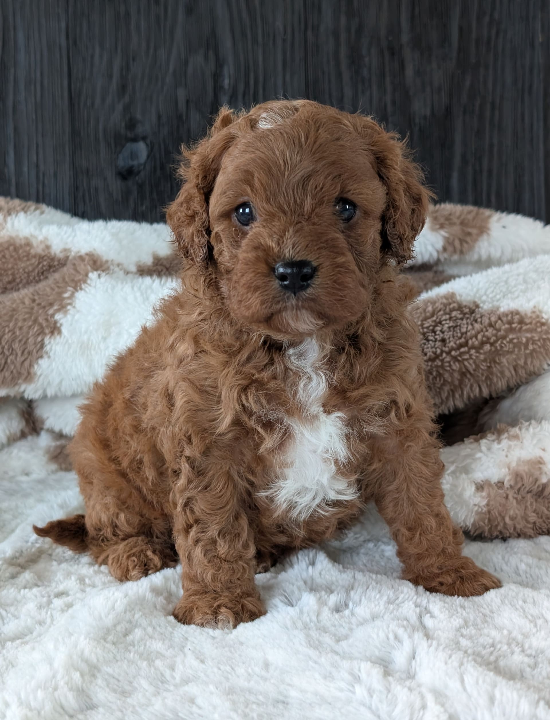 Luka - Cavapoo Puppy for Sale in BALTIC, OH | Lancaster Puppies