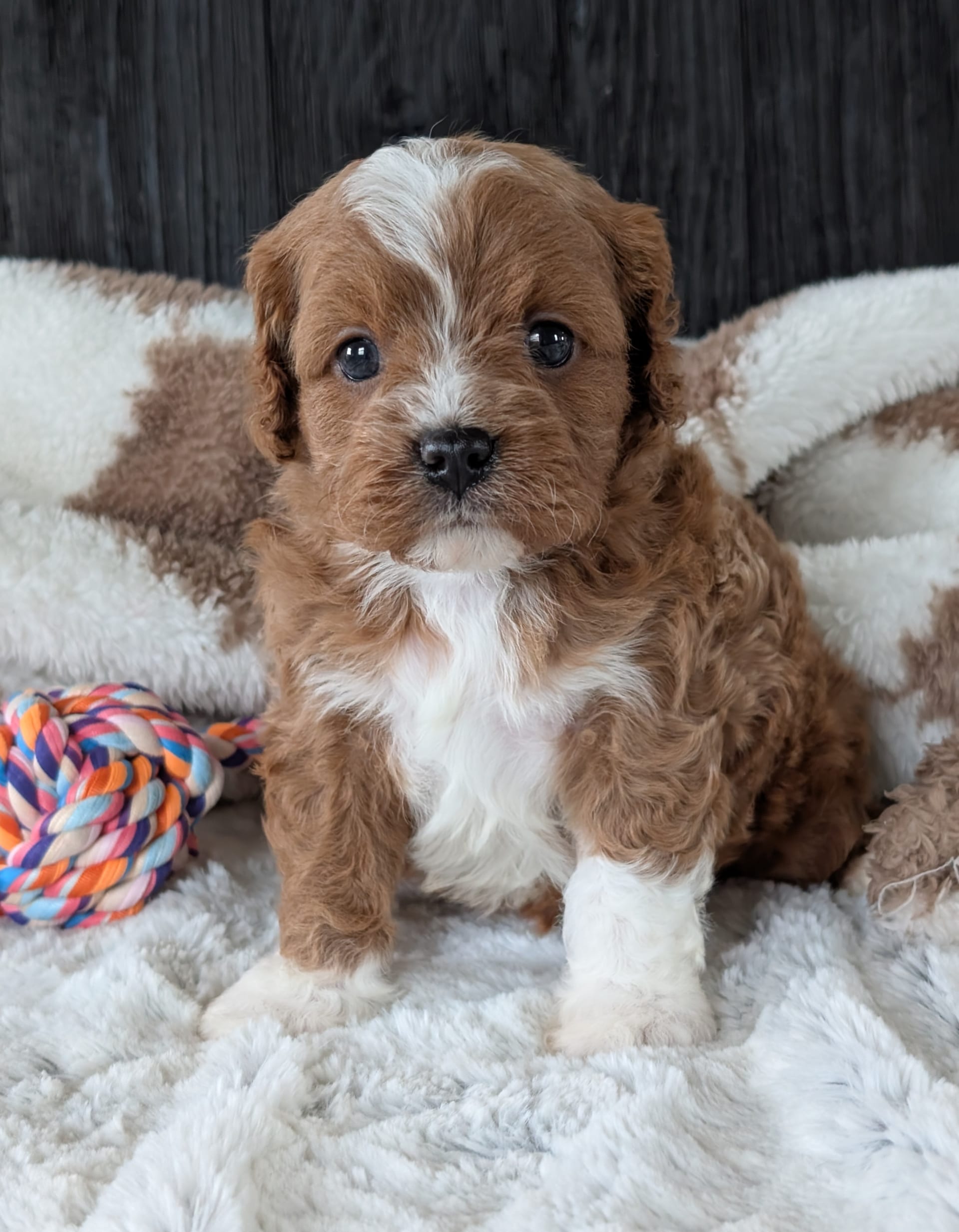 Coop - Cavapoo Puppy for Sale in BALTIC, OH | Lancaster Puppies