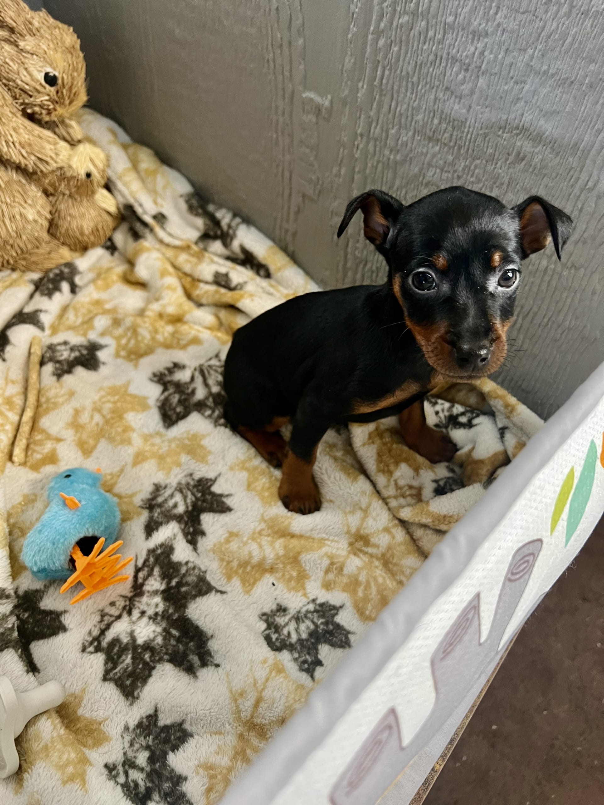 Bella - Miniature Pinscher Puppy for Sale in Sugar Notch, PA | Lancaster Puppies