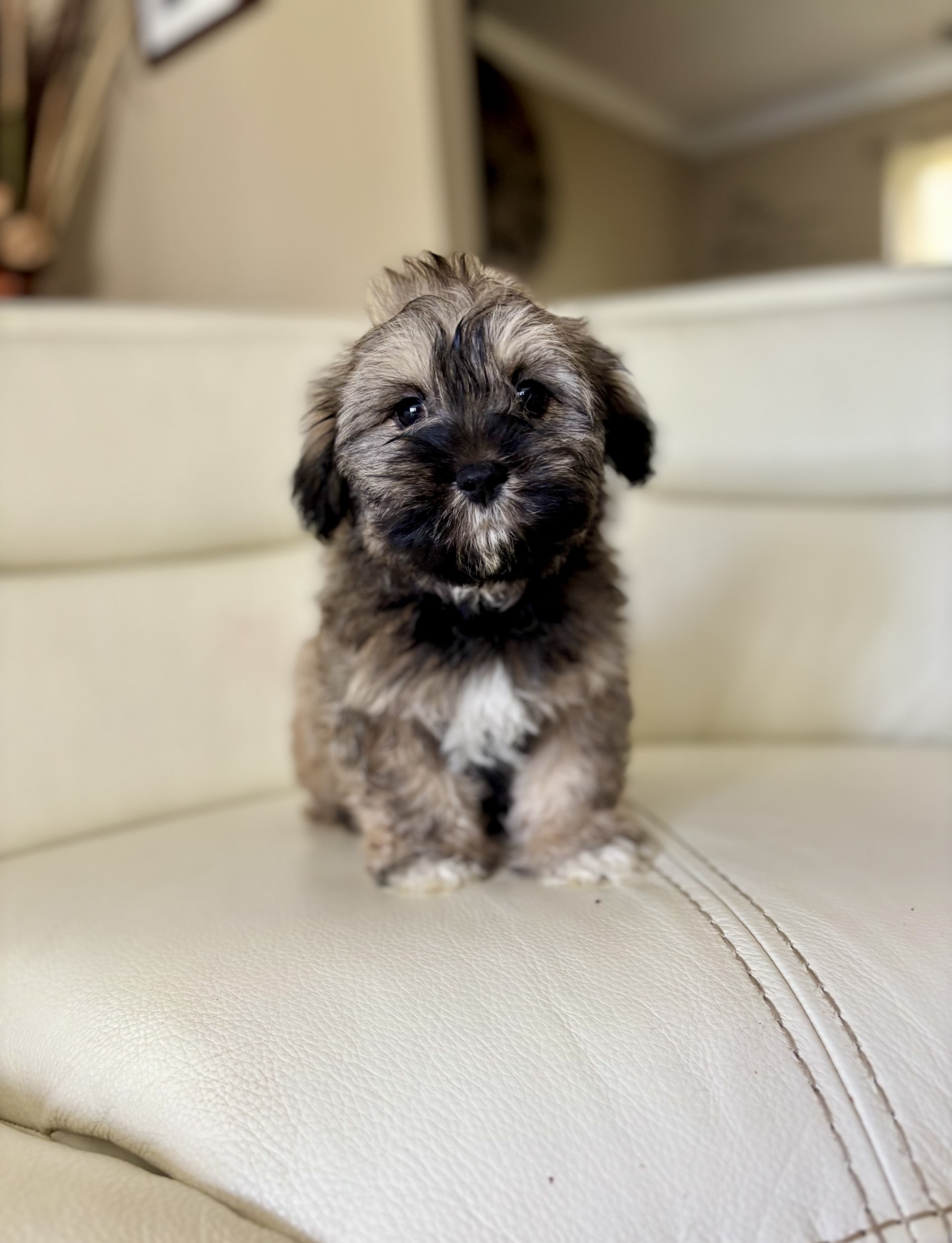 Teddy - Lhasa Apso Puppy for Sale in Chattanooga, TN | Lancaster Puppies