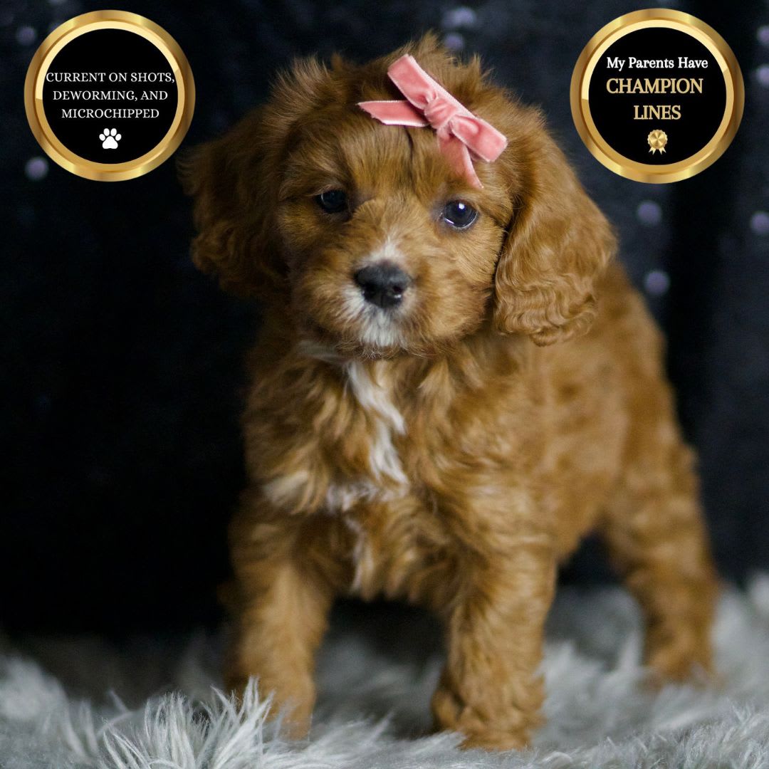 Poppy - Cavapoo Puppy for Sale in WARSAW, IN | Lancaster Puppies