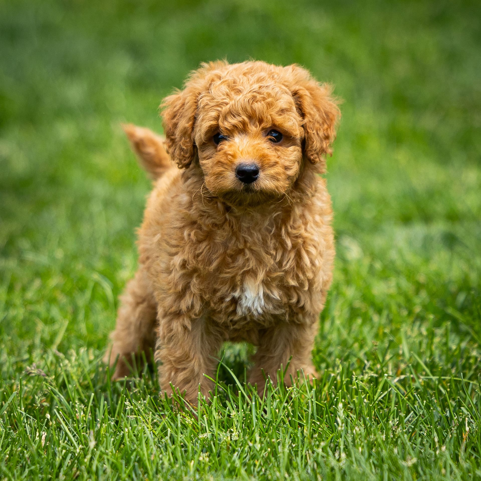 Cinnamon Dash - Toy Poodle Puppy for Sale in Paradise, PA | Lancaster Puppies
