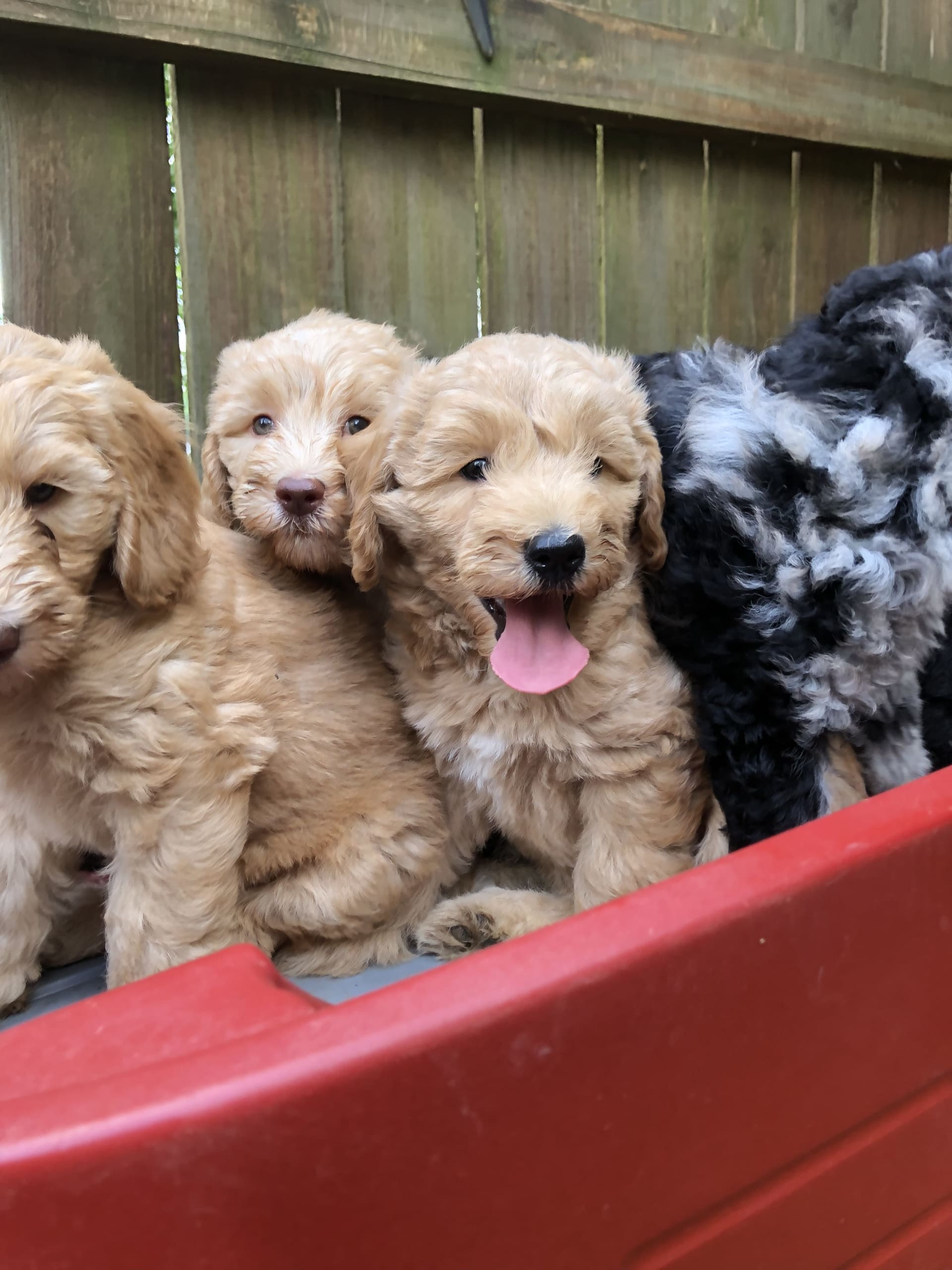 Mini Goldendoodle Boy - Goldendoodle Puppy for Sale in Atlanta, GA | Lancaster Puppies