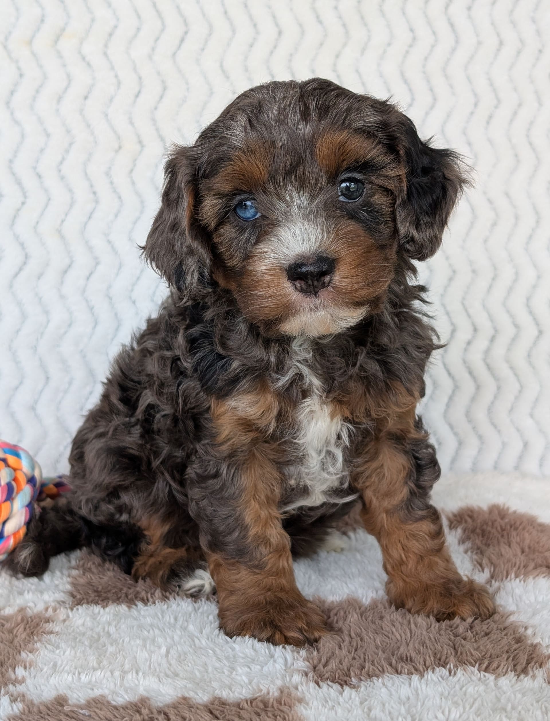 Indie - Cavapoo Puppy for Sale in BALTIC, OH | Lancaster Puppies