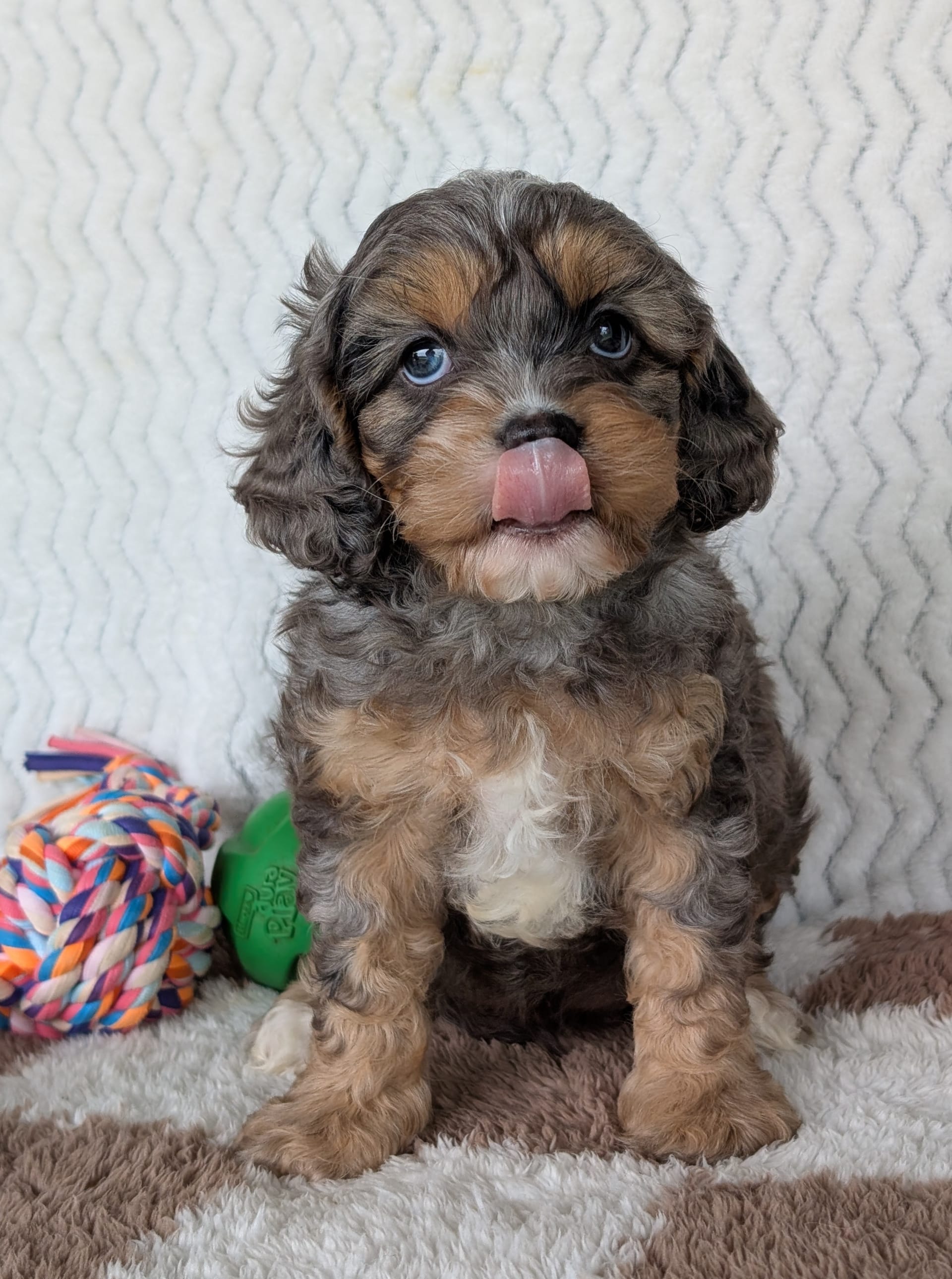 Skye - Cavapoo Puppy for Sale in BALTIC, OH | Lancaster Puppies