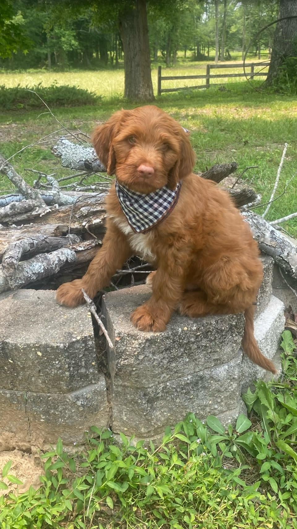Charez - Mini Labradoodle and Brittany Spaniel Hybrid Puppy for Sale in Petersburg, TN ...