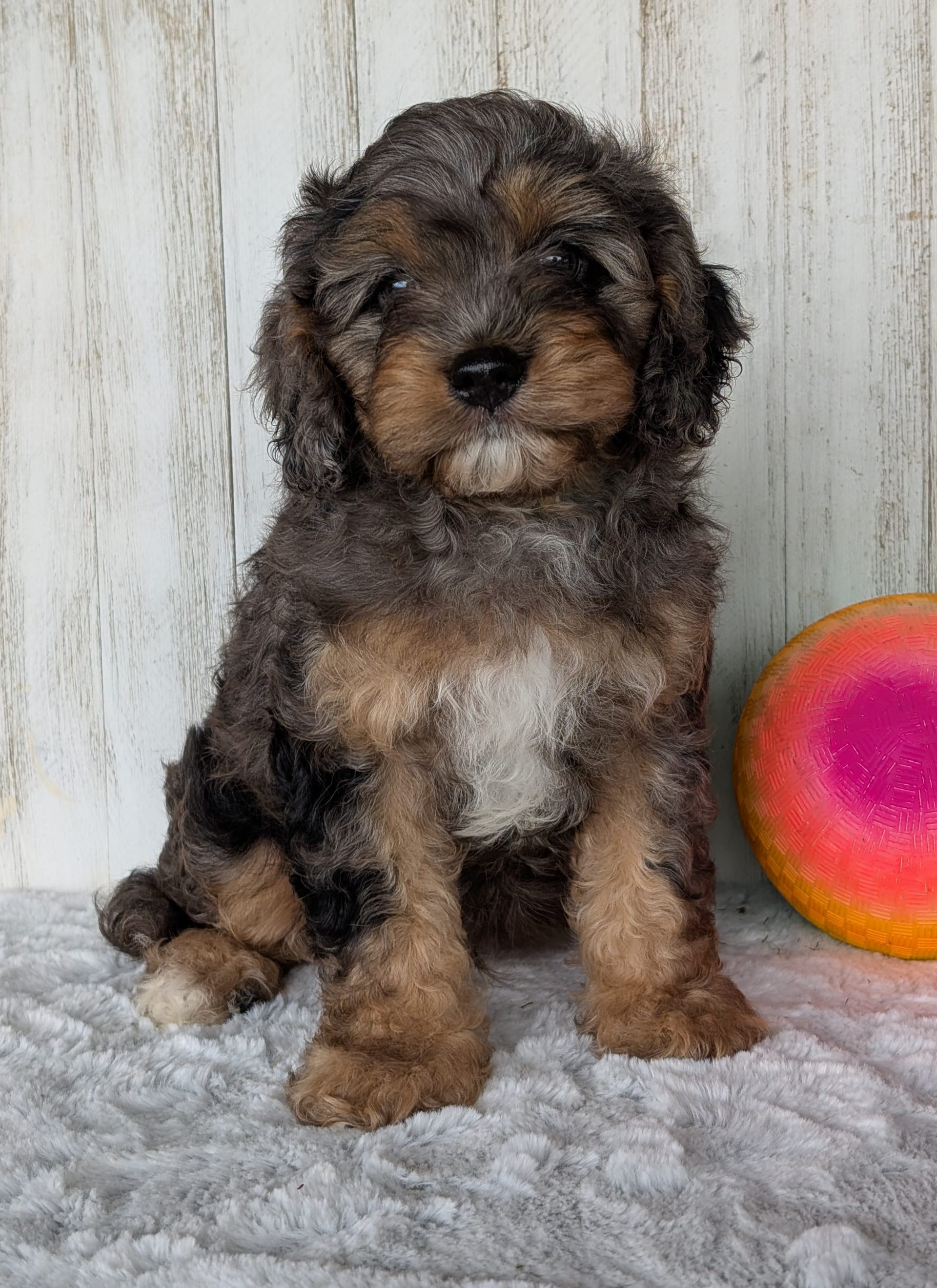 Asher - Cavapoo Puppy for Sale in Baltic, OH | Lancaster Puppies