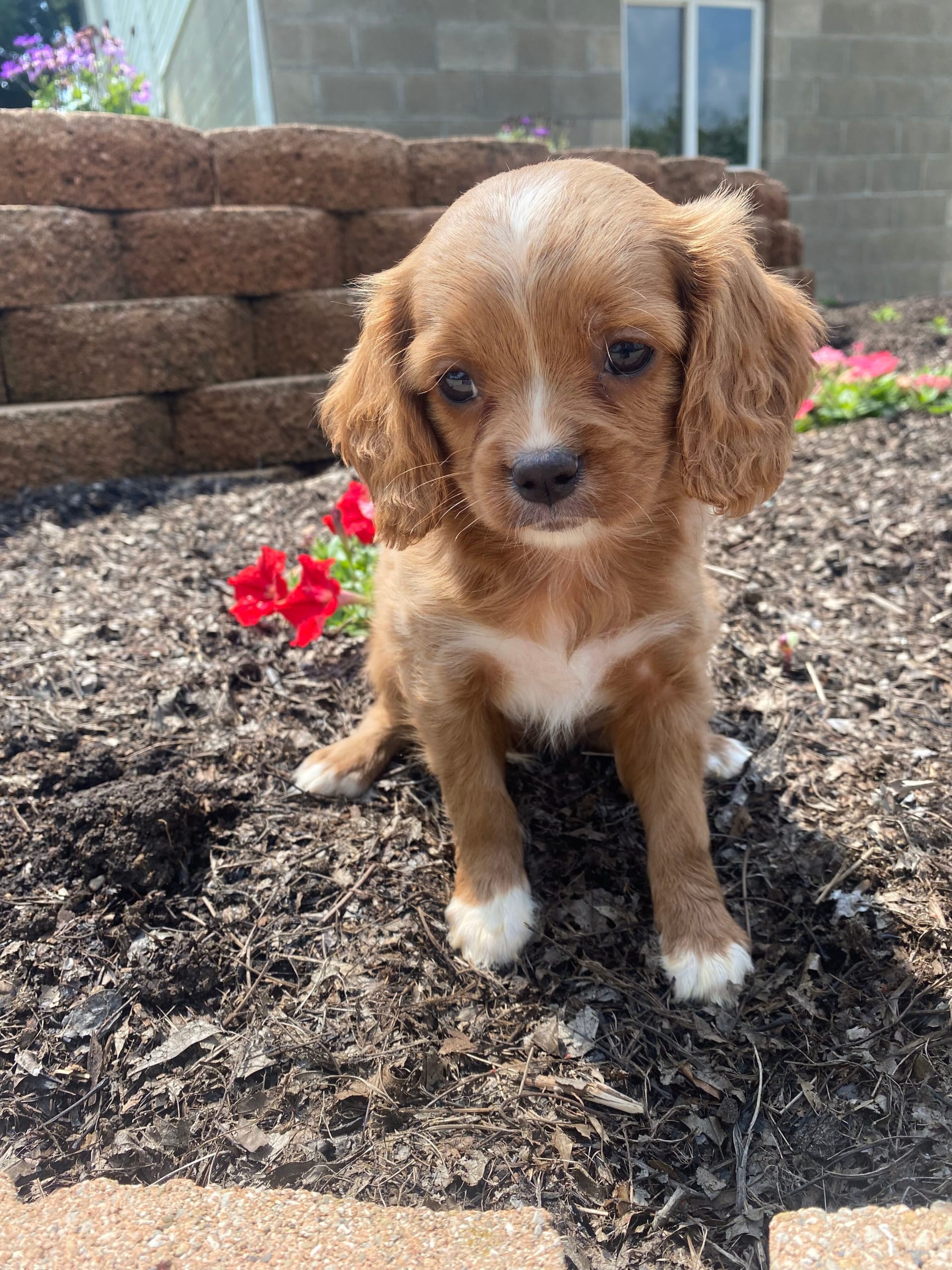 Rory - Cavapoo Puppy for Sale in Baltic, OH | Lancaster Puppies
