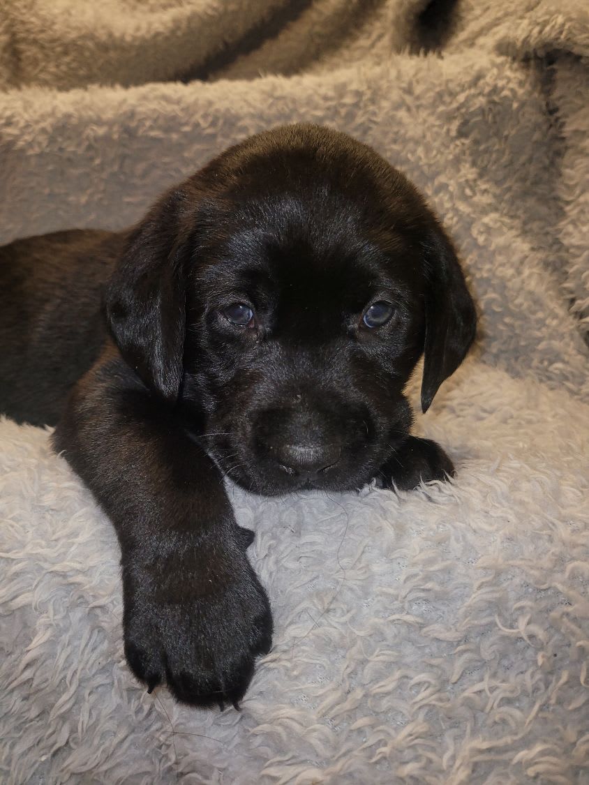Rocky - Labrador Retriever Puppy for Sale in Huntingdon, PA | Lancaster Puppies
