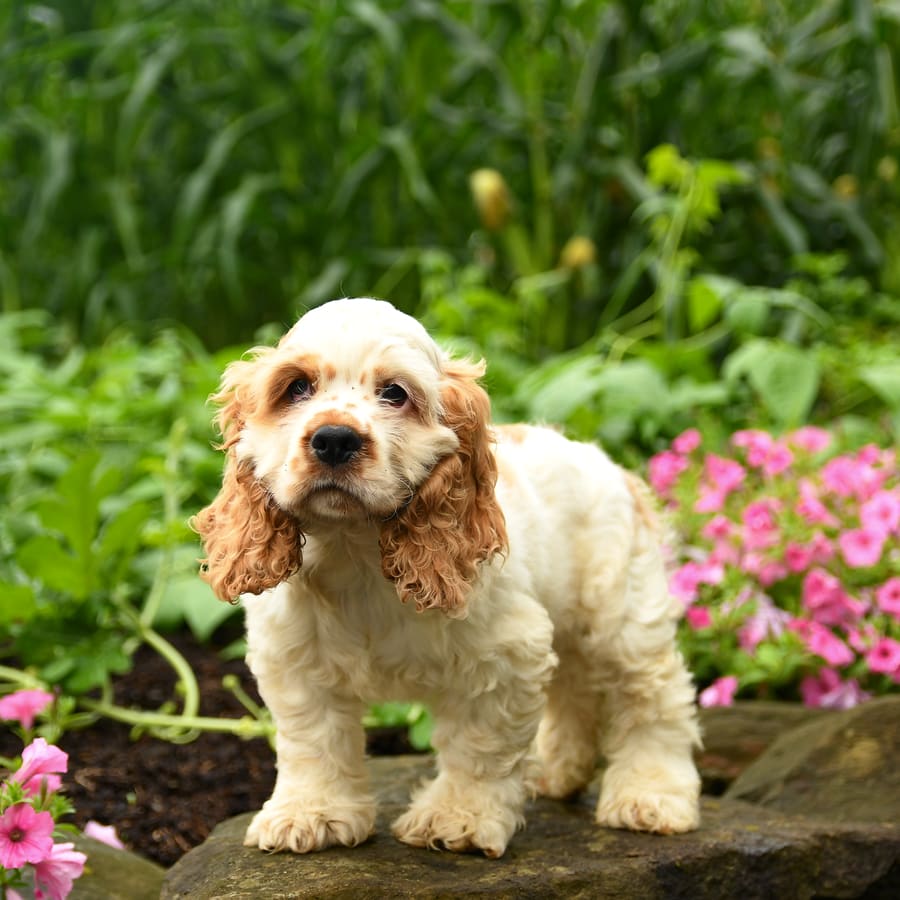 Duke - Cocker Spaniel Puppy for Sale in Parkesburg, PA | Lancaster Puppies