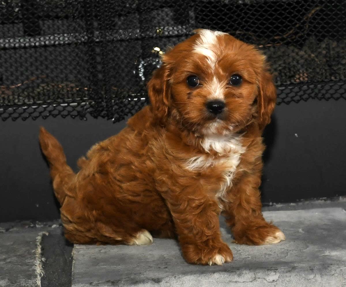 Toby - Cavapoo Puppy for Sale in Baltic, OH | Lancaster Puppies