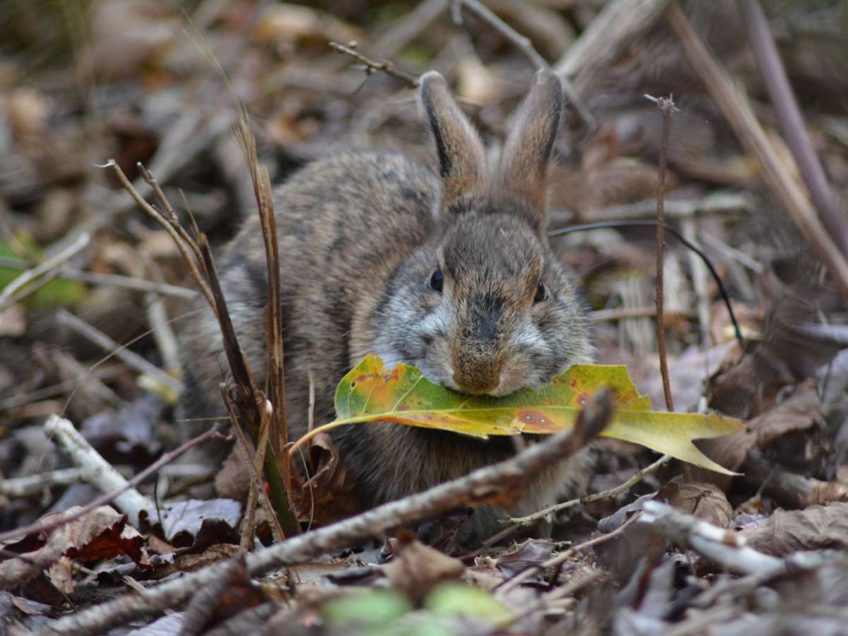 Los Angeles a good neighbor to wildlife - Land Trust Alliance