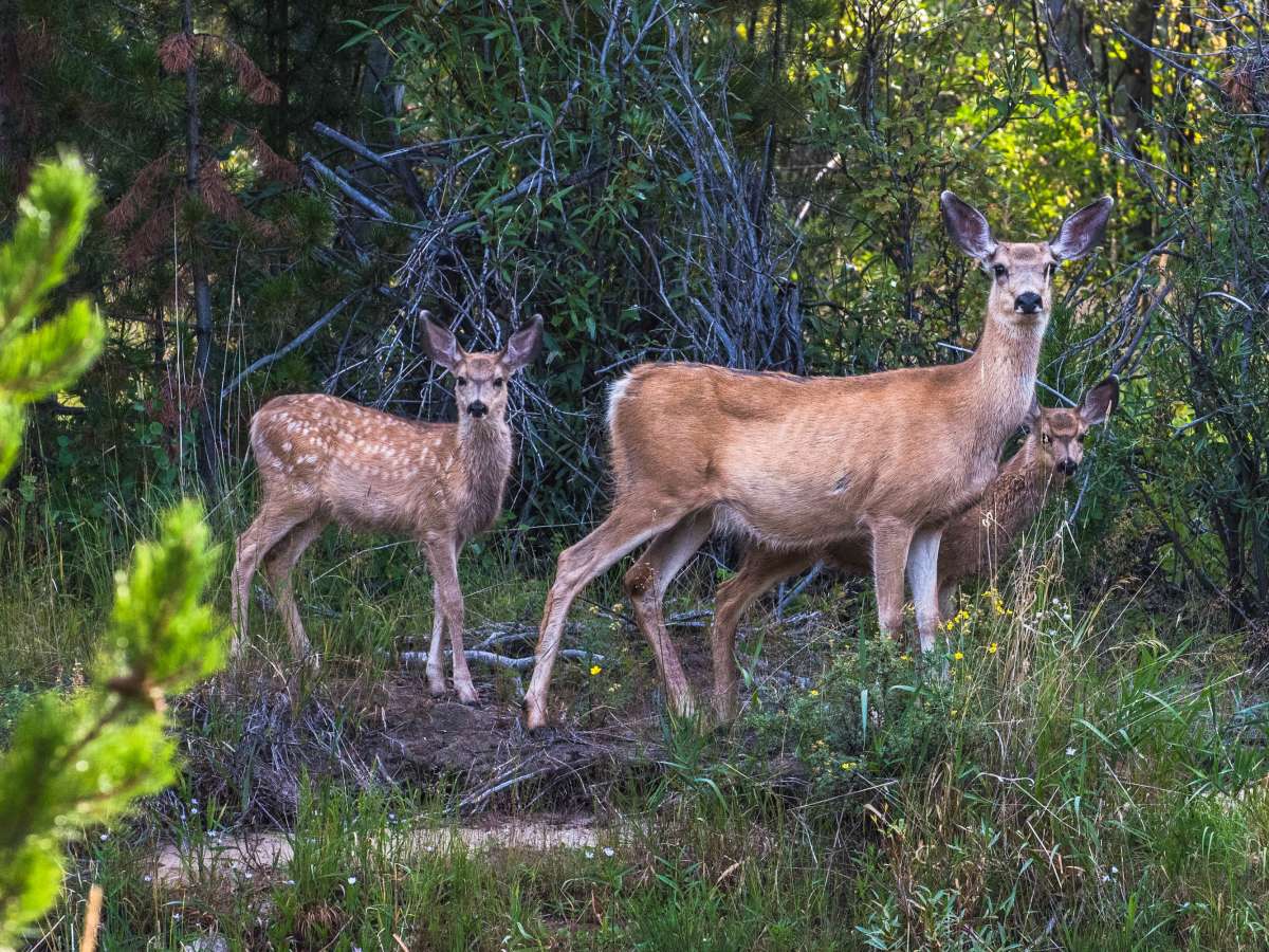 Los Angeles a good neighbor to wildlife - Land Trust Alliance
