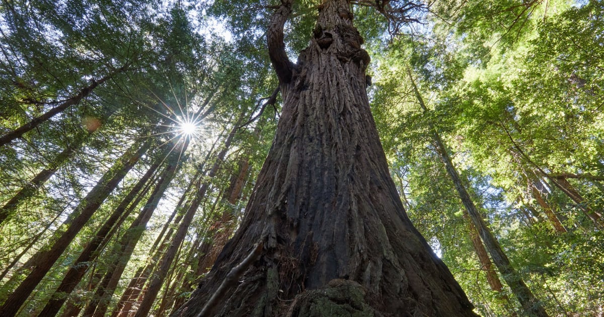 Redwoods: A climate action plan with them...and for them - Land Trust ...