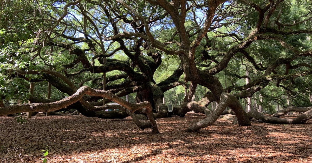 Growing Our Conservation Canopy - Land Trust Alliance
