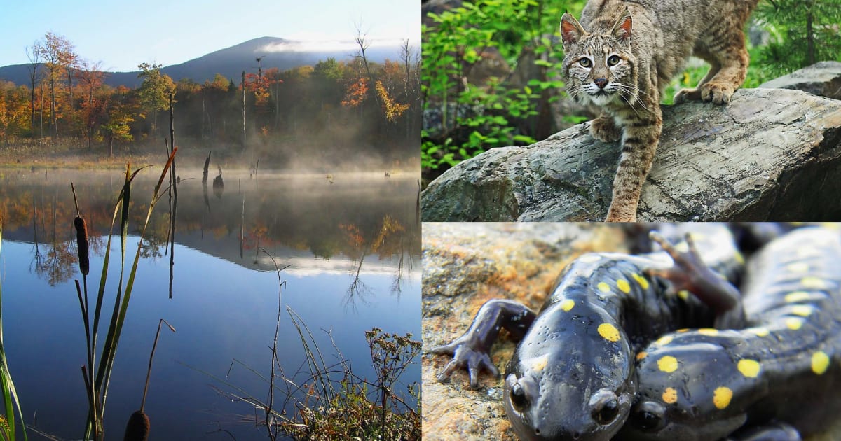 Digital Download: Documenting & Protecting Biodiversity - Land Trust ...