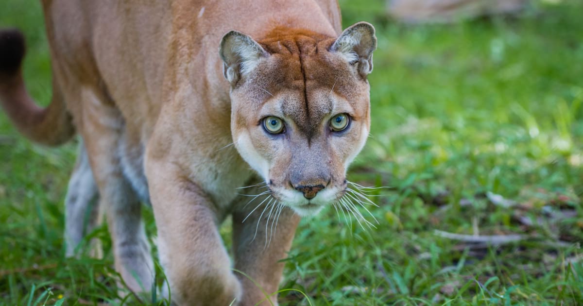 Breaking down barriers to endangered species survival - Land Trust Alliance