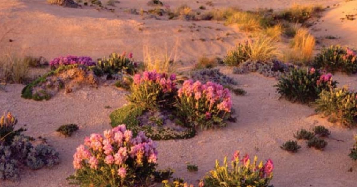 Saving Land, Spring 2007 (Vol. 26 No. 2) - Land Trust Alliance