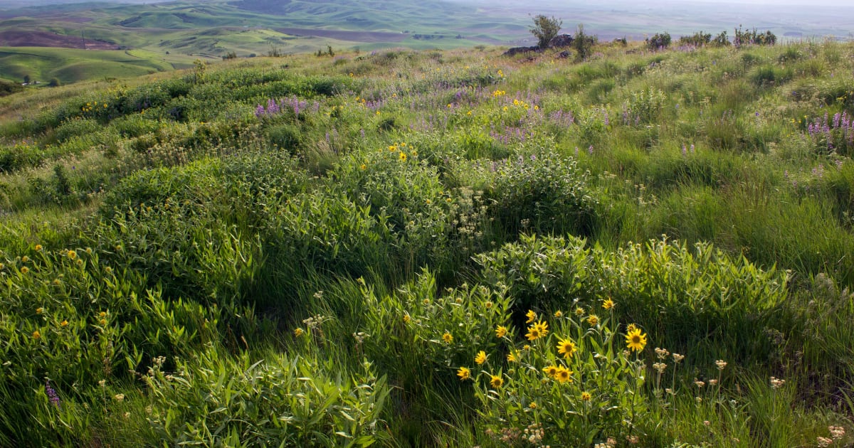 Palouse Land Trust - Land Trust Alliance Palouse Land Trust - Land Trust Alliance