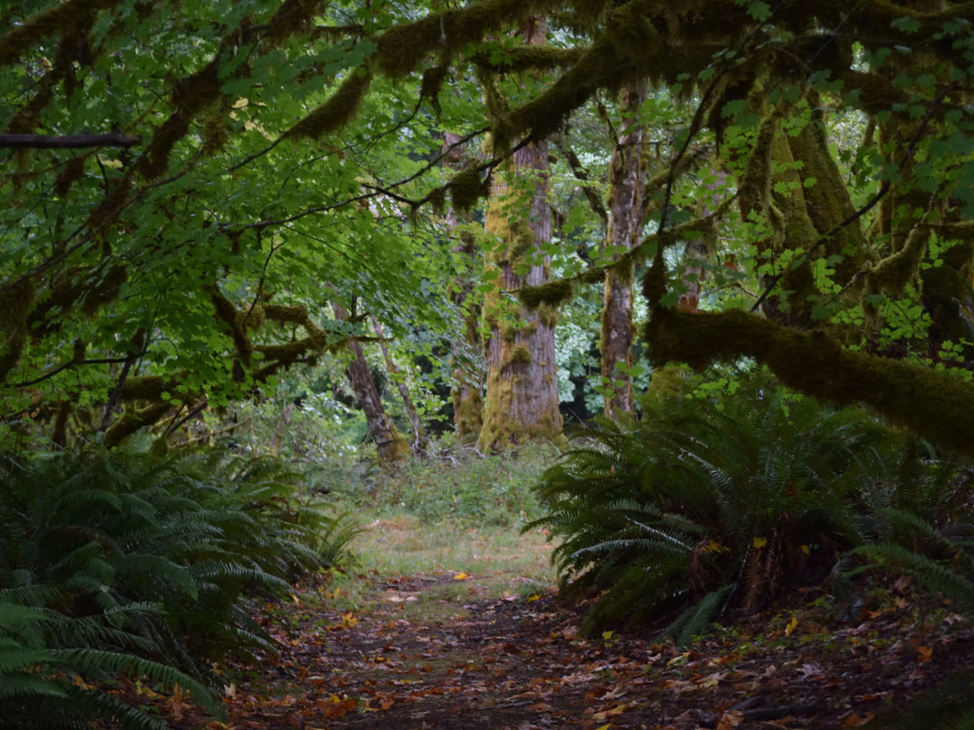 Jefferson Land Trust’s Conservation Plan and Forward-Facing Forestry ...
