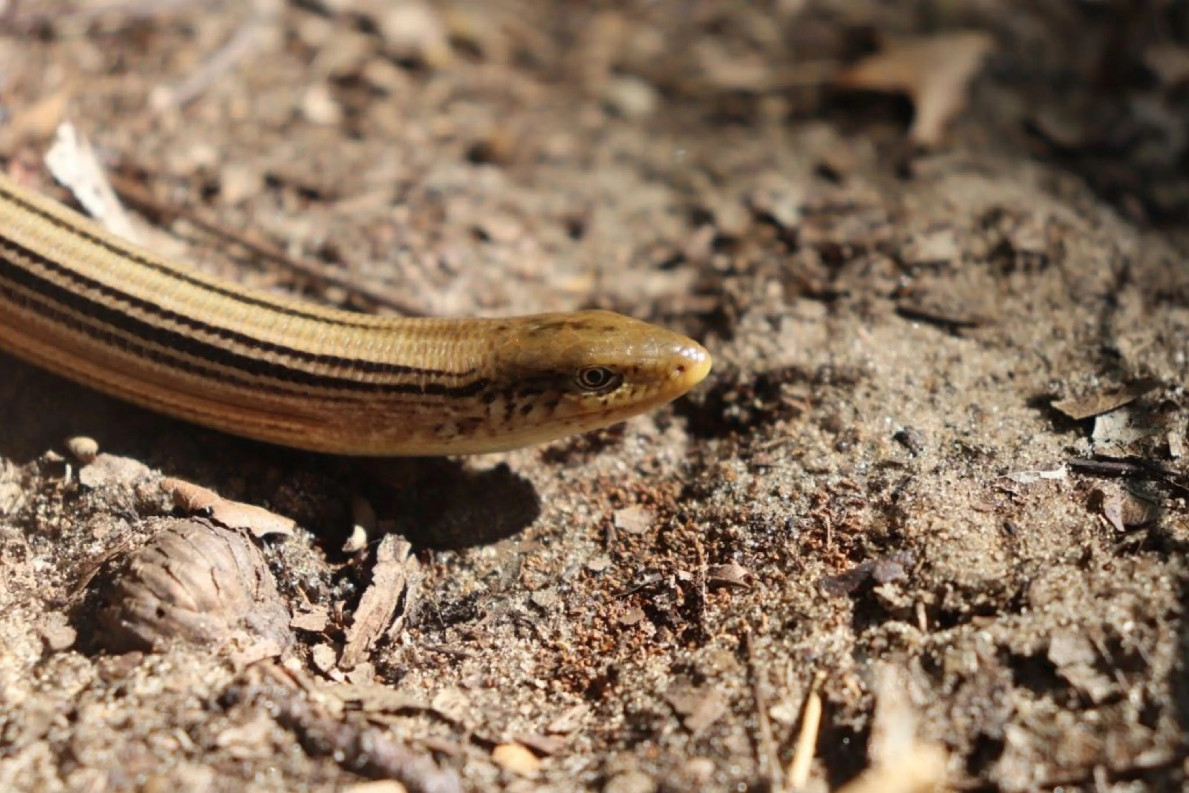 The secretive legless lizard - Land Trust Alliance